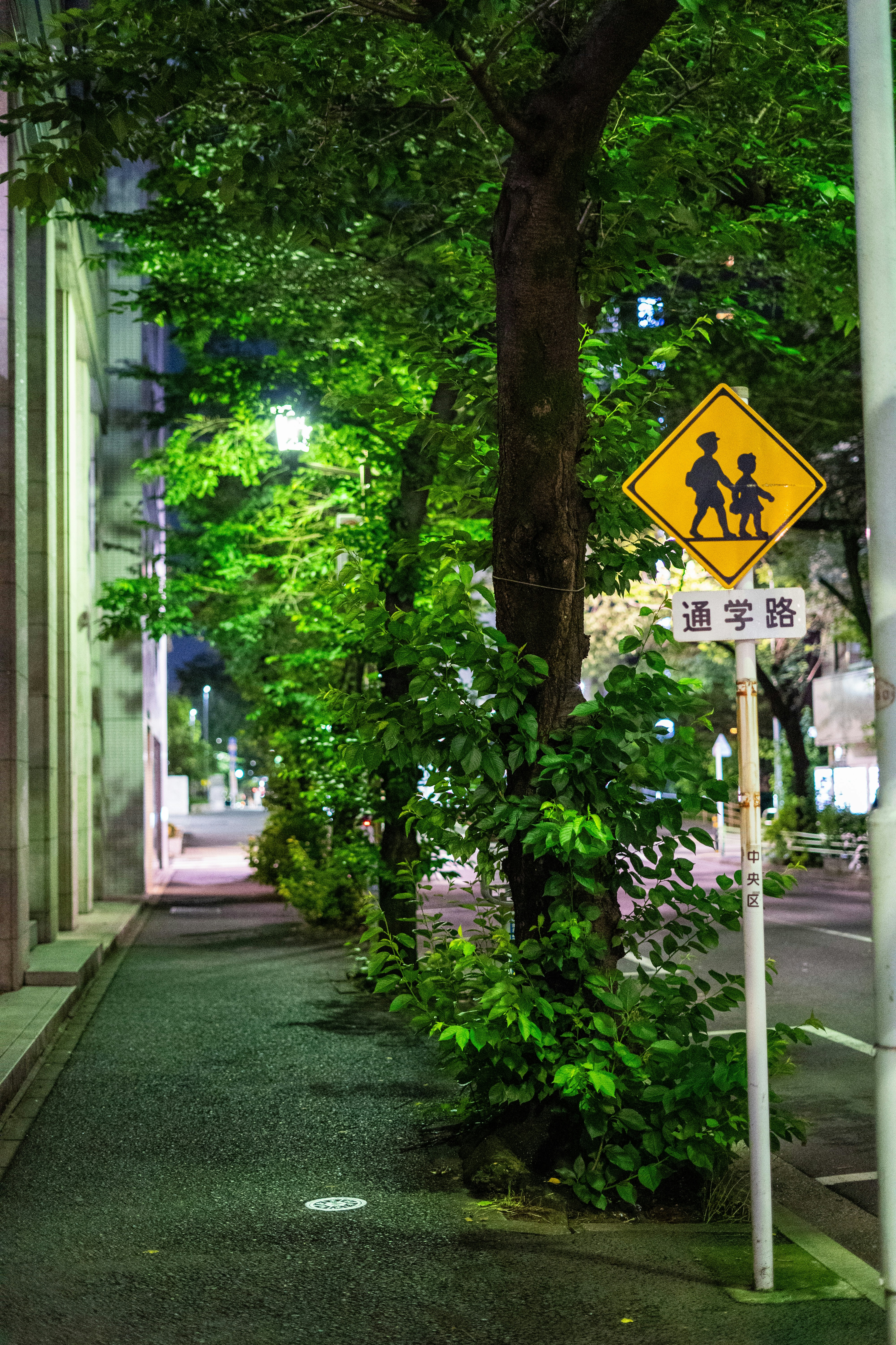 Nighttime Pedestrian Sign Nestled in an Urban Green Corridor