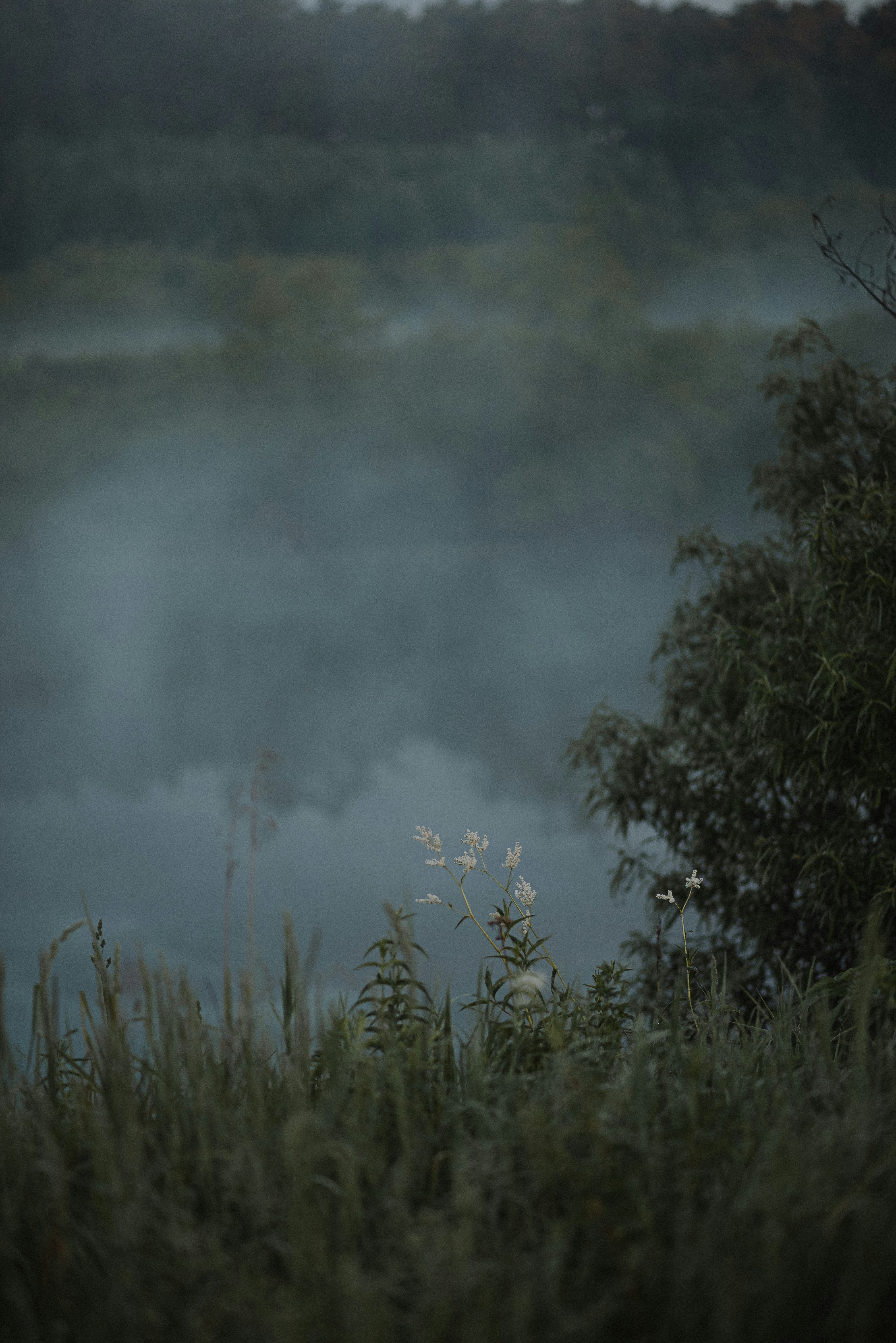 Mist-Lace at the Lakeside: White Blooms in Fog