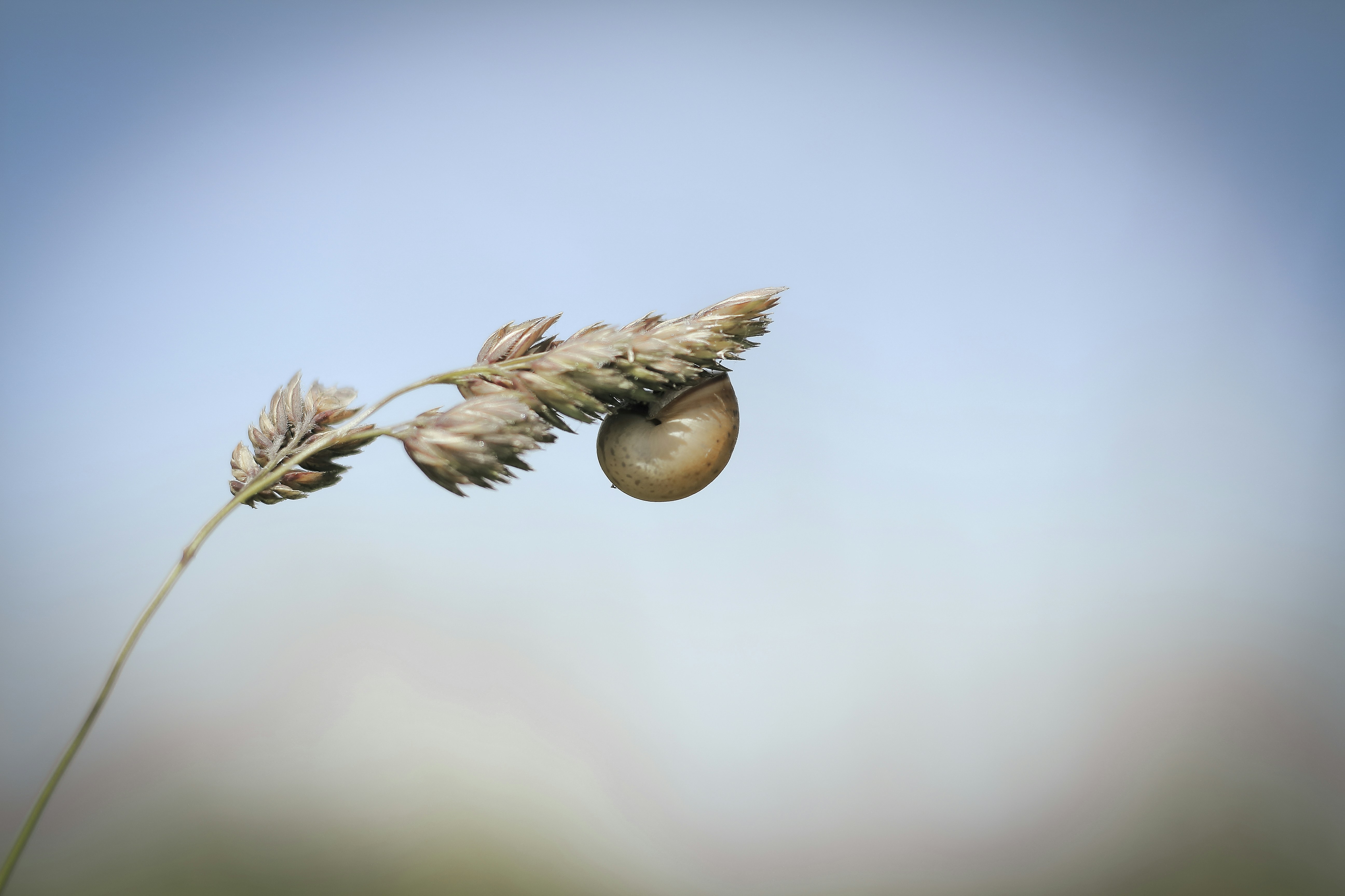 A close up of a seed on a plant photo – Free Food Image on Unsplash