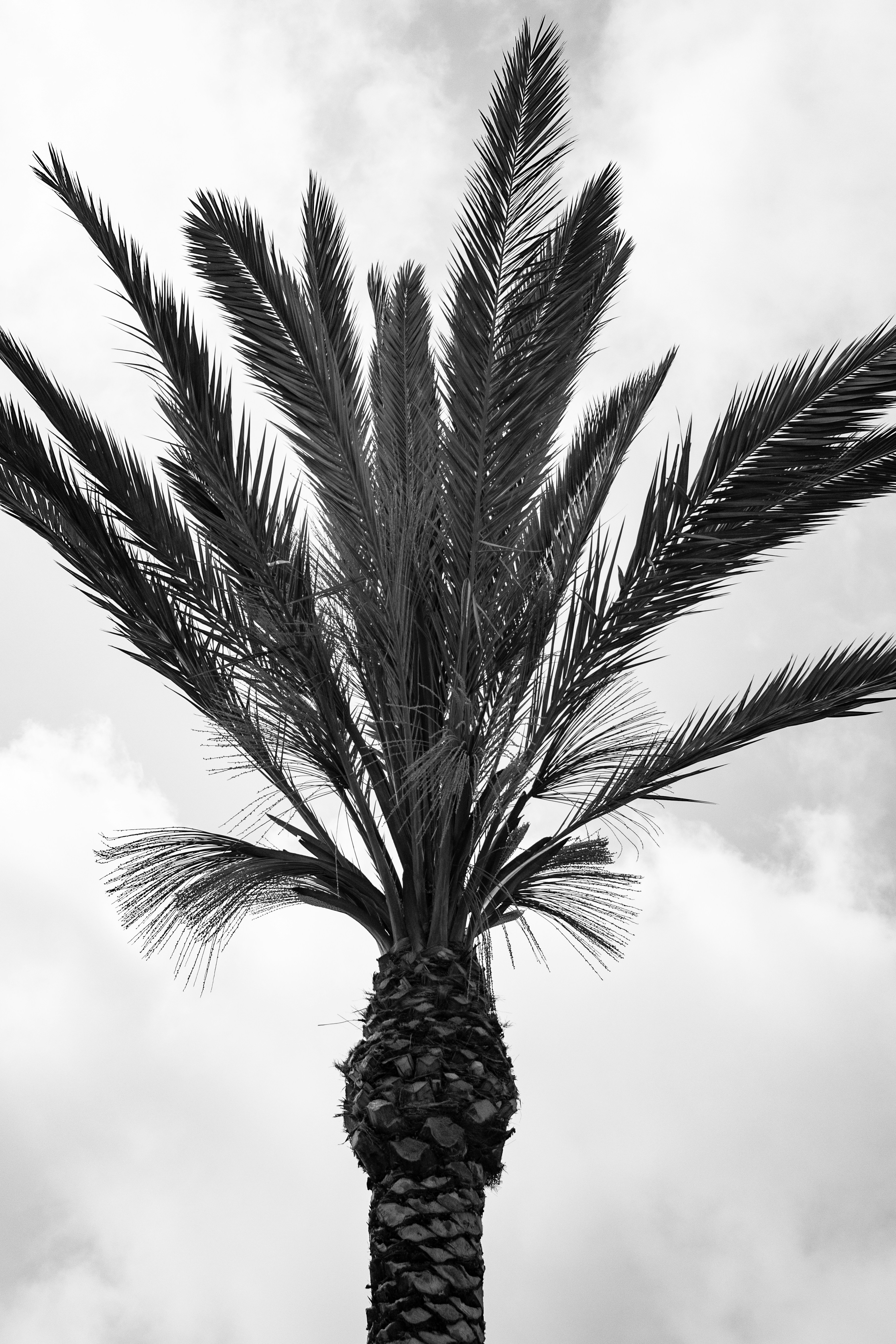 A black and white photo of a palm tree photo – Free Palm tree Image on ...
