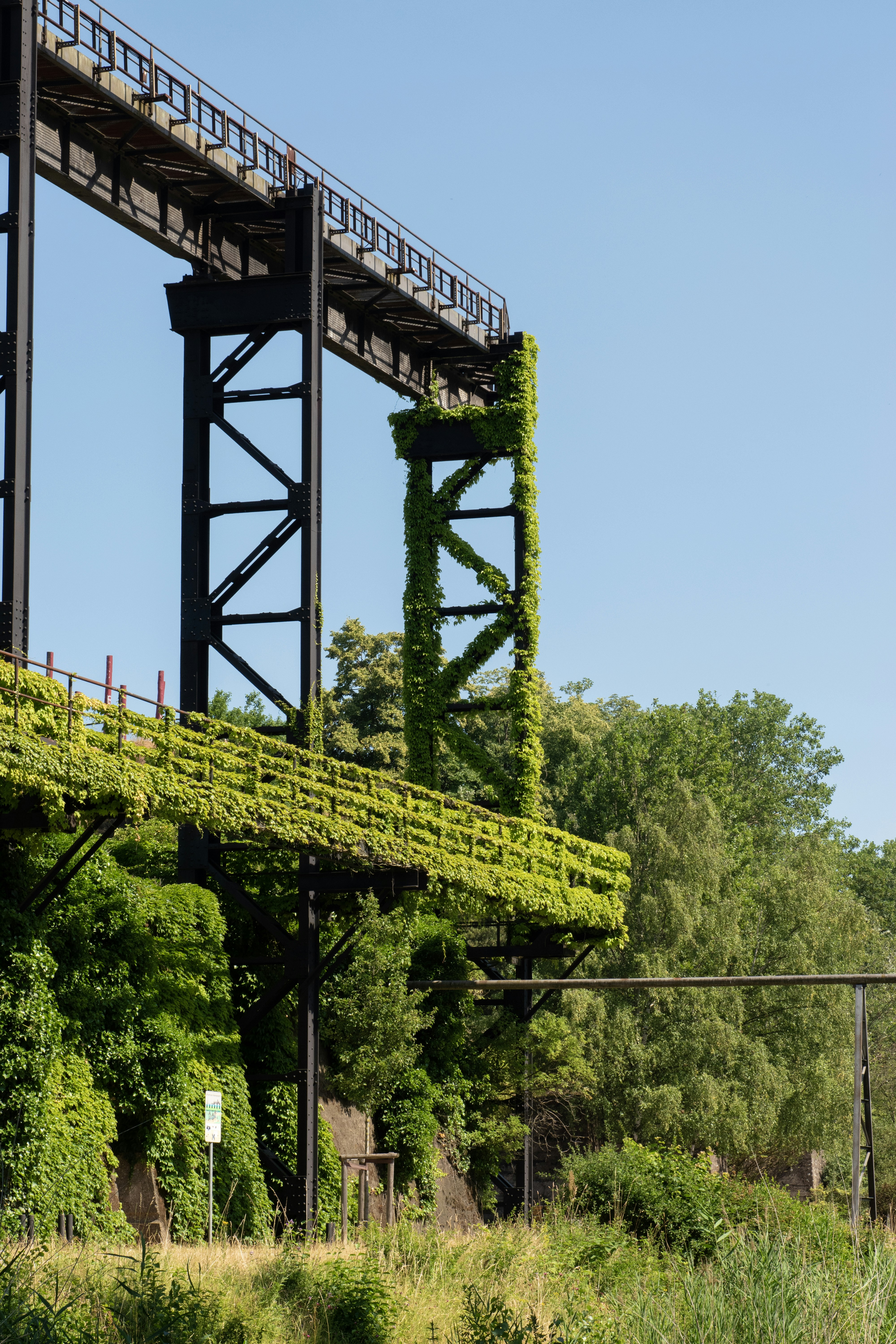 A bridge covered in green plants with a sky background photo – Free ...