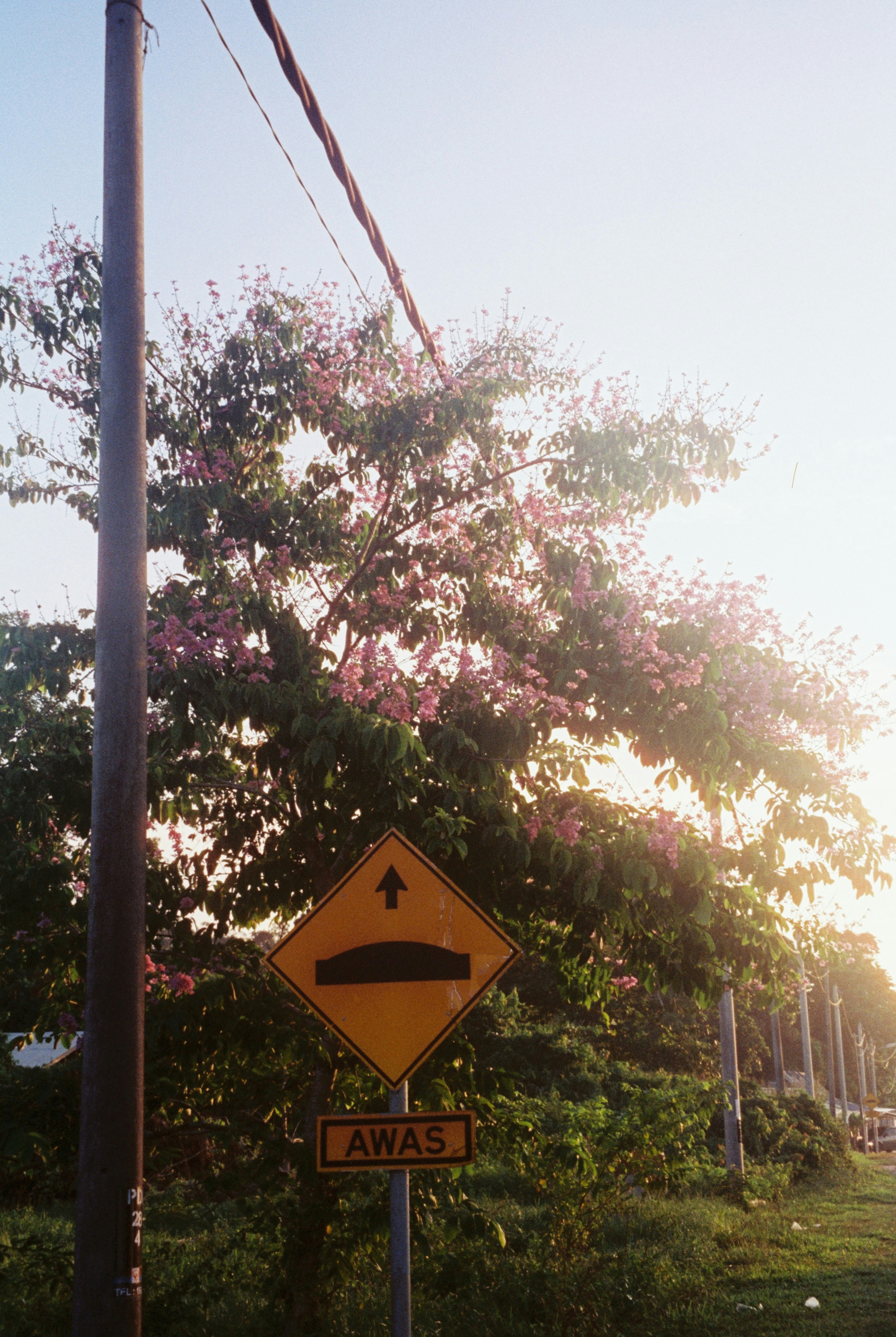 Shot by pentax espio 140 Film : filmneverdie sora 200