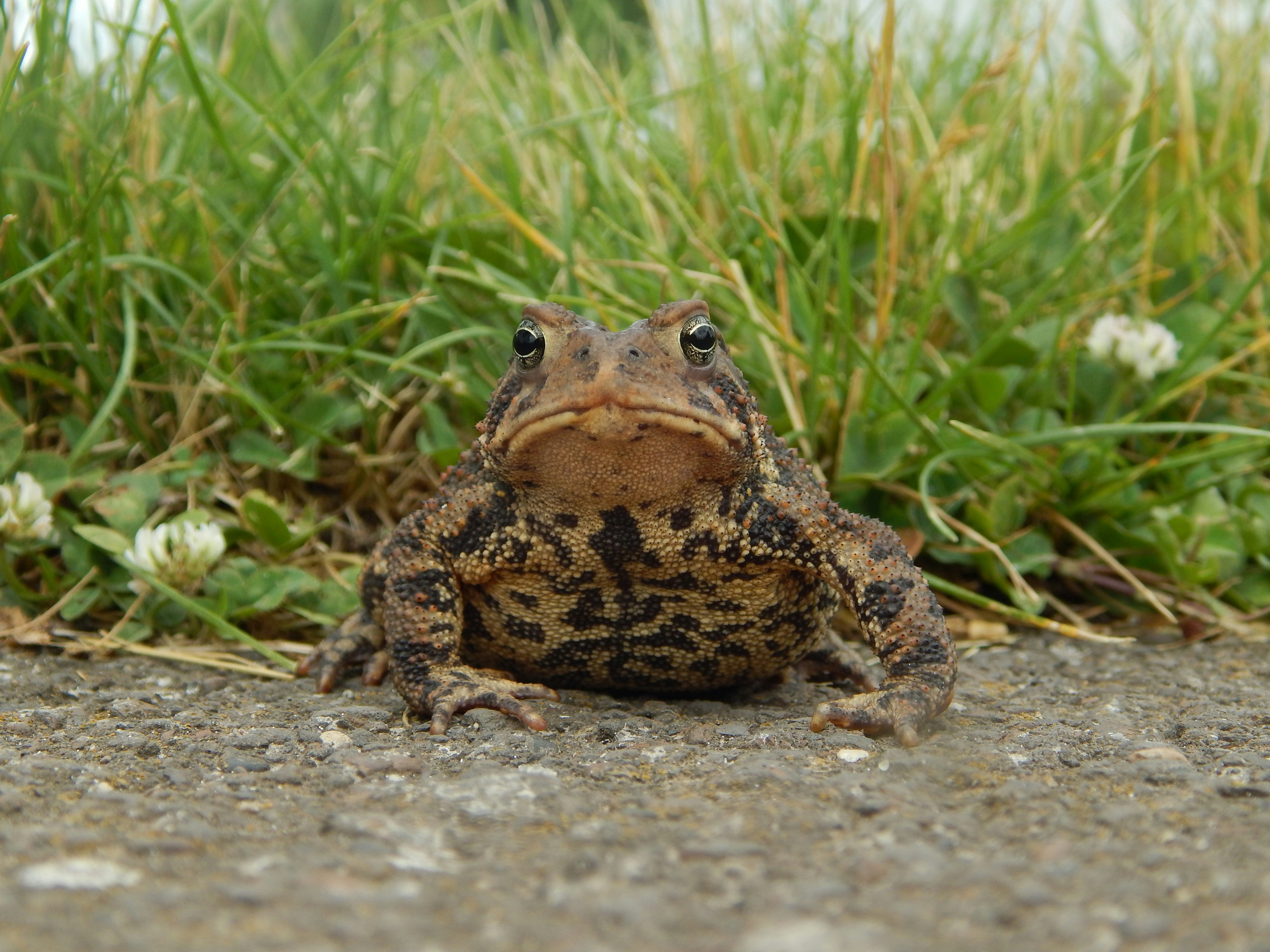 Foto Um sapo sentado no chão em frente a alguma grama – Imagem de Papel ...