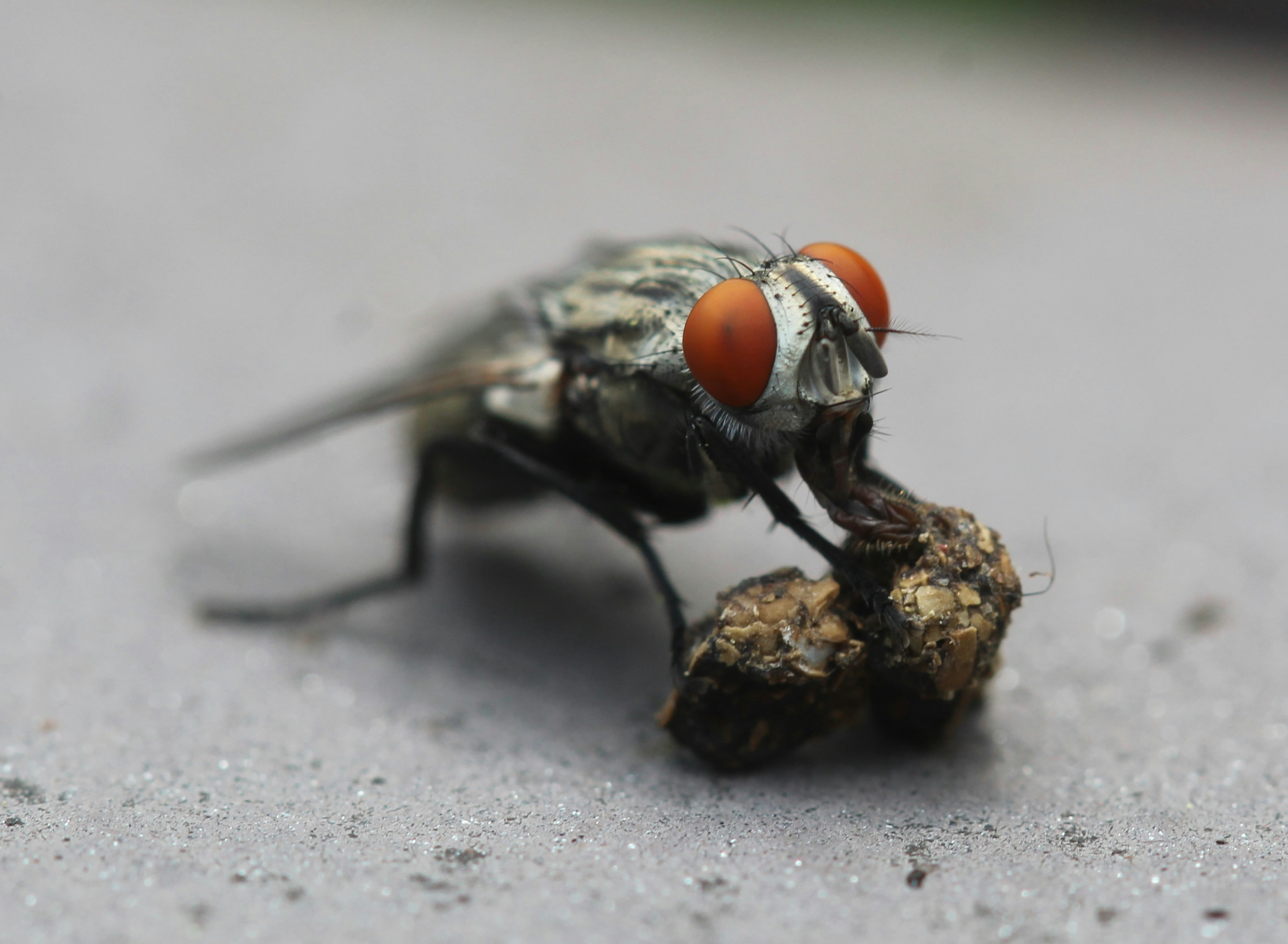 A close up of a fly on the ground photo – Free Animal Image on Unsplash