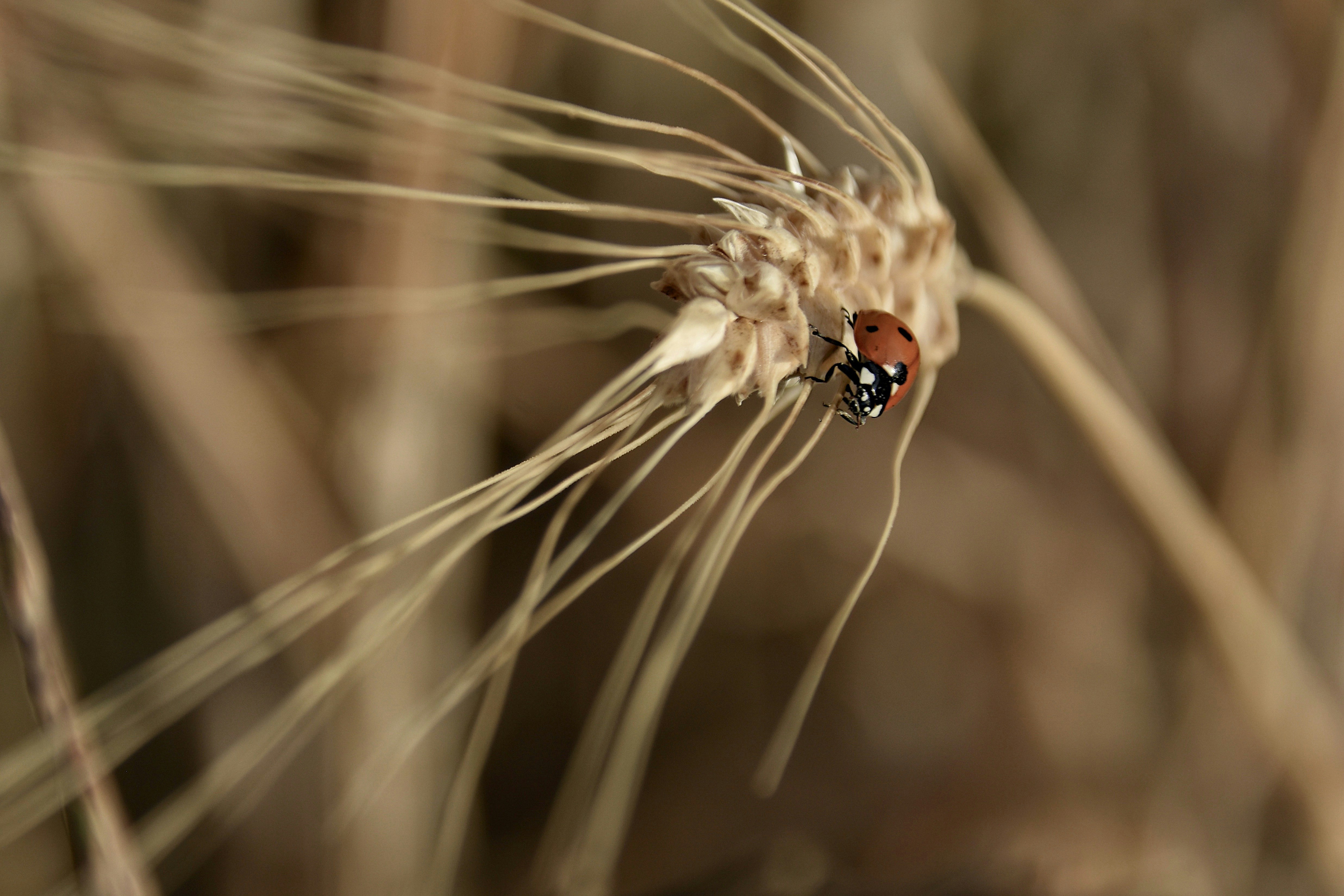 Crimson Visitor on a Sunlit Seed Crown