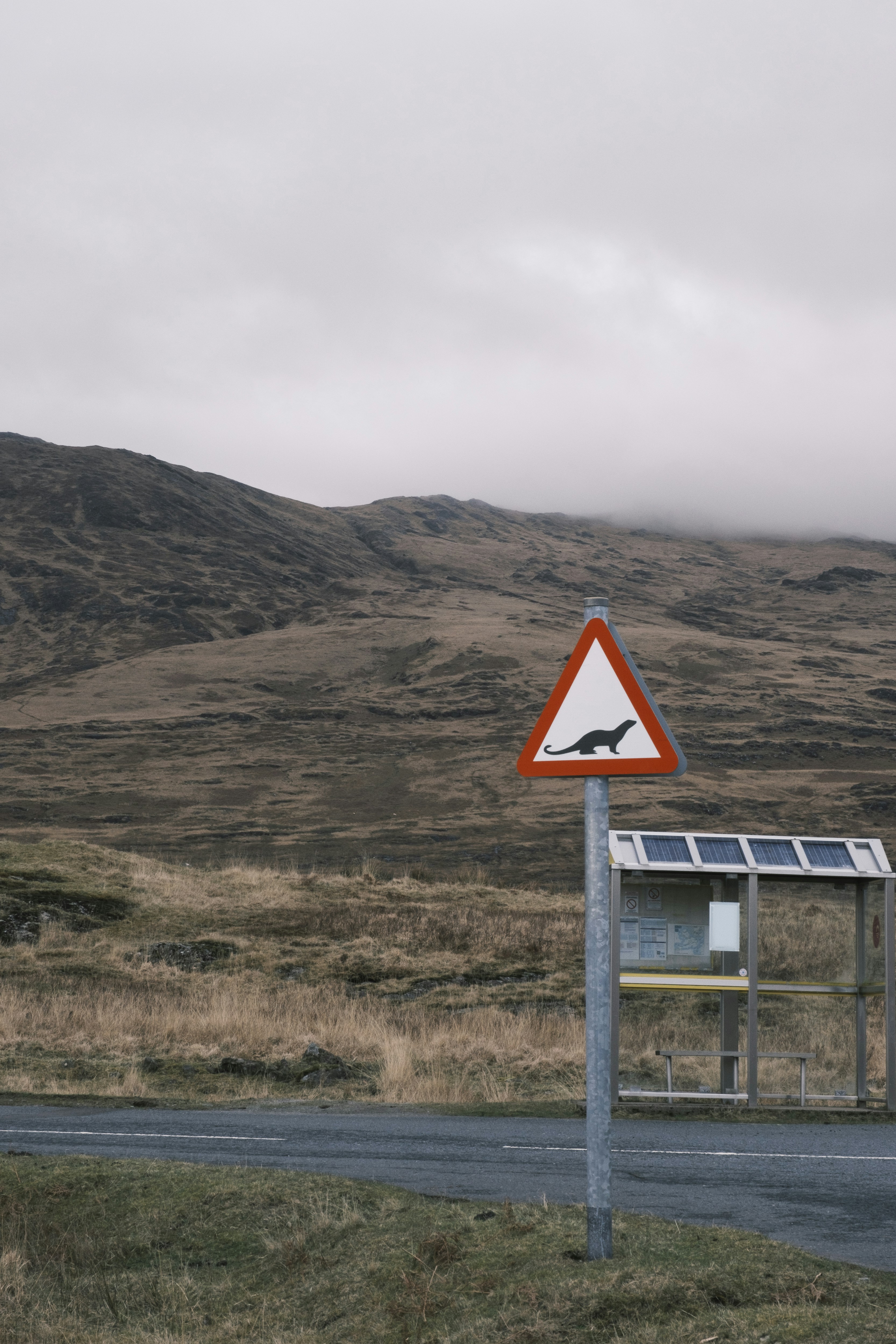 Moorland Wildlife Warning: A lone road sign amid windswept hills