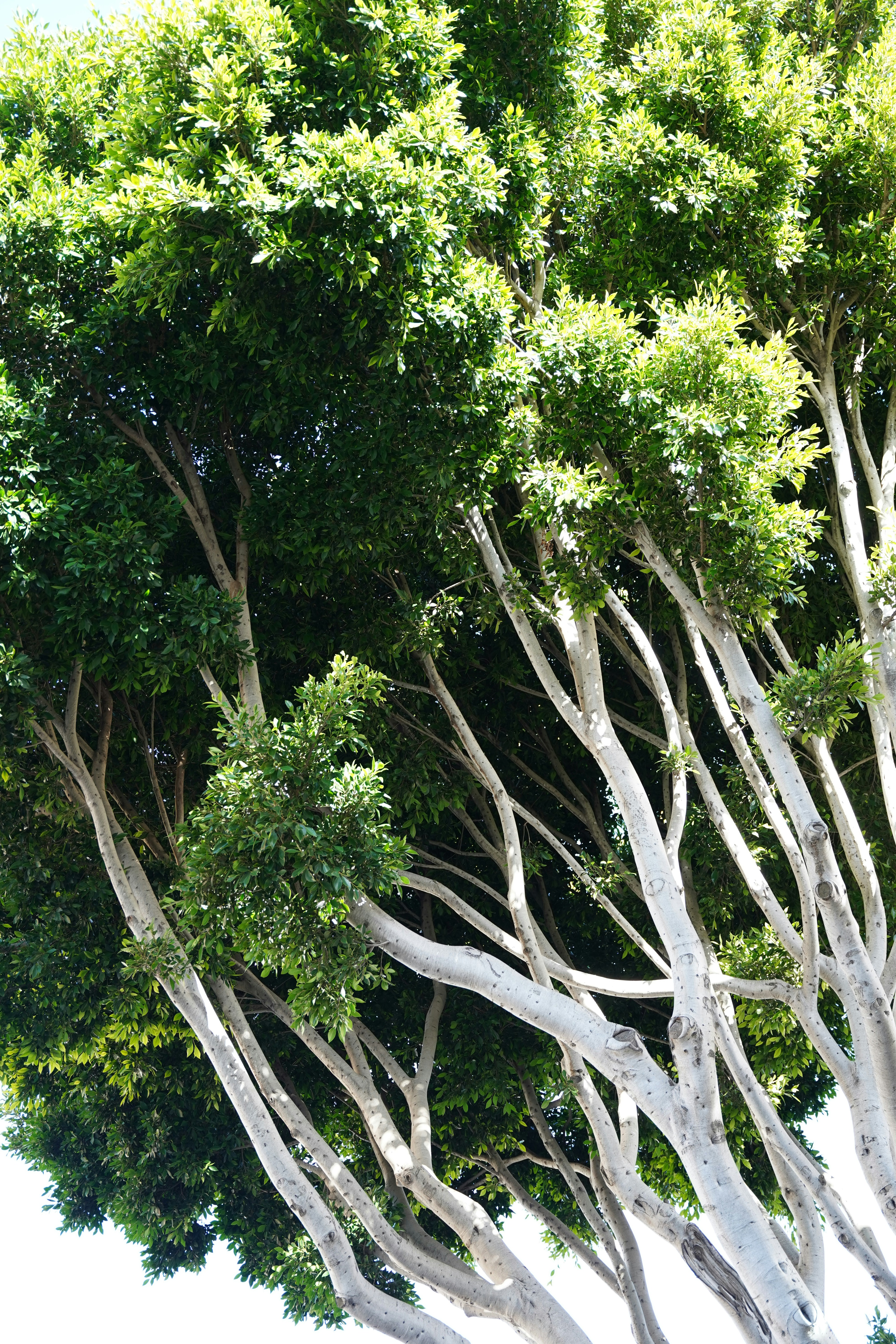 White-Trunked Giants Reach for the Light