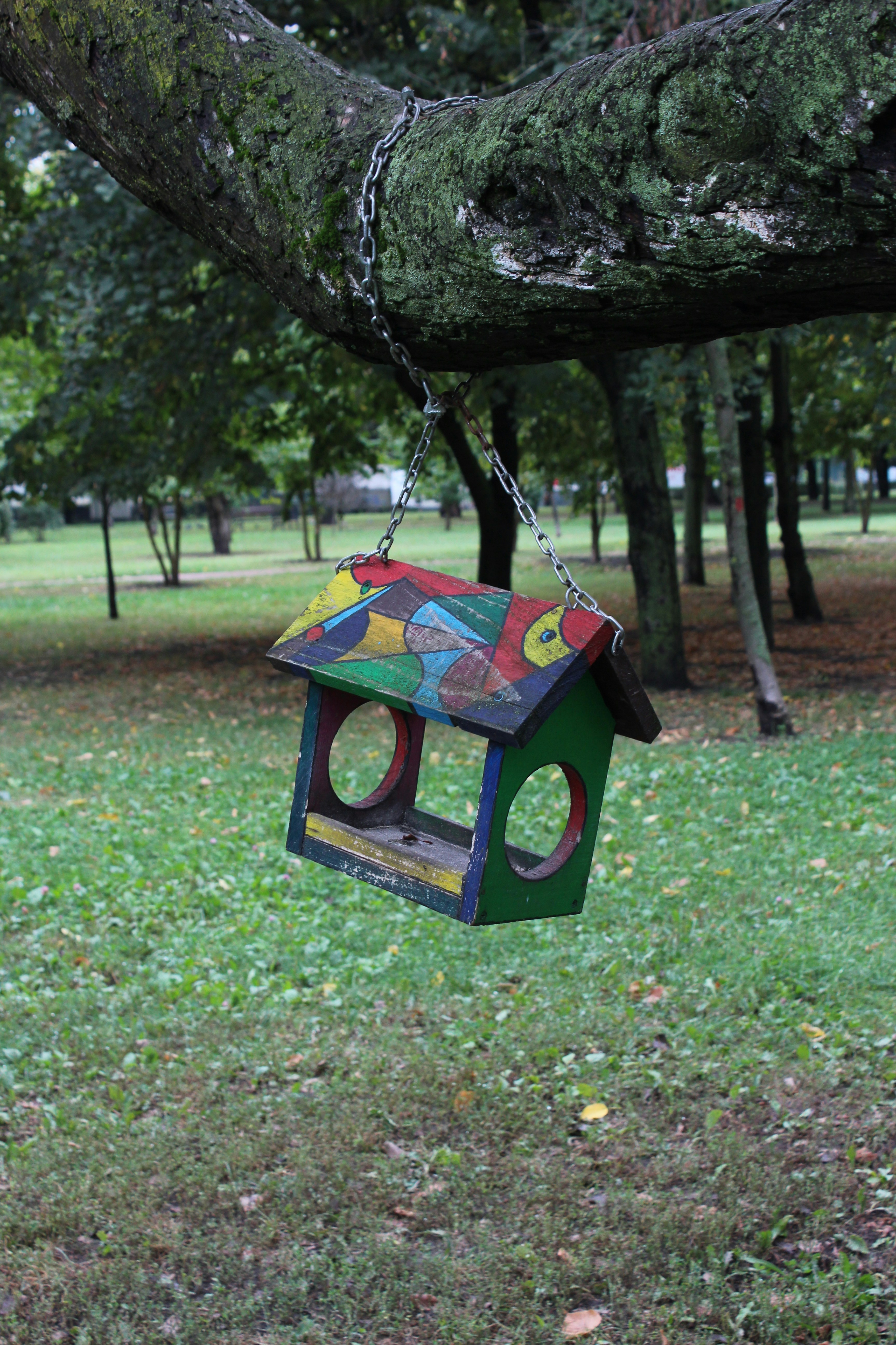 A bird house hanging from a tree branch photo – Free Park Image on Unsplash