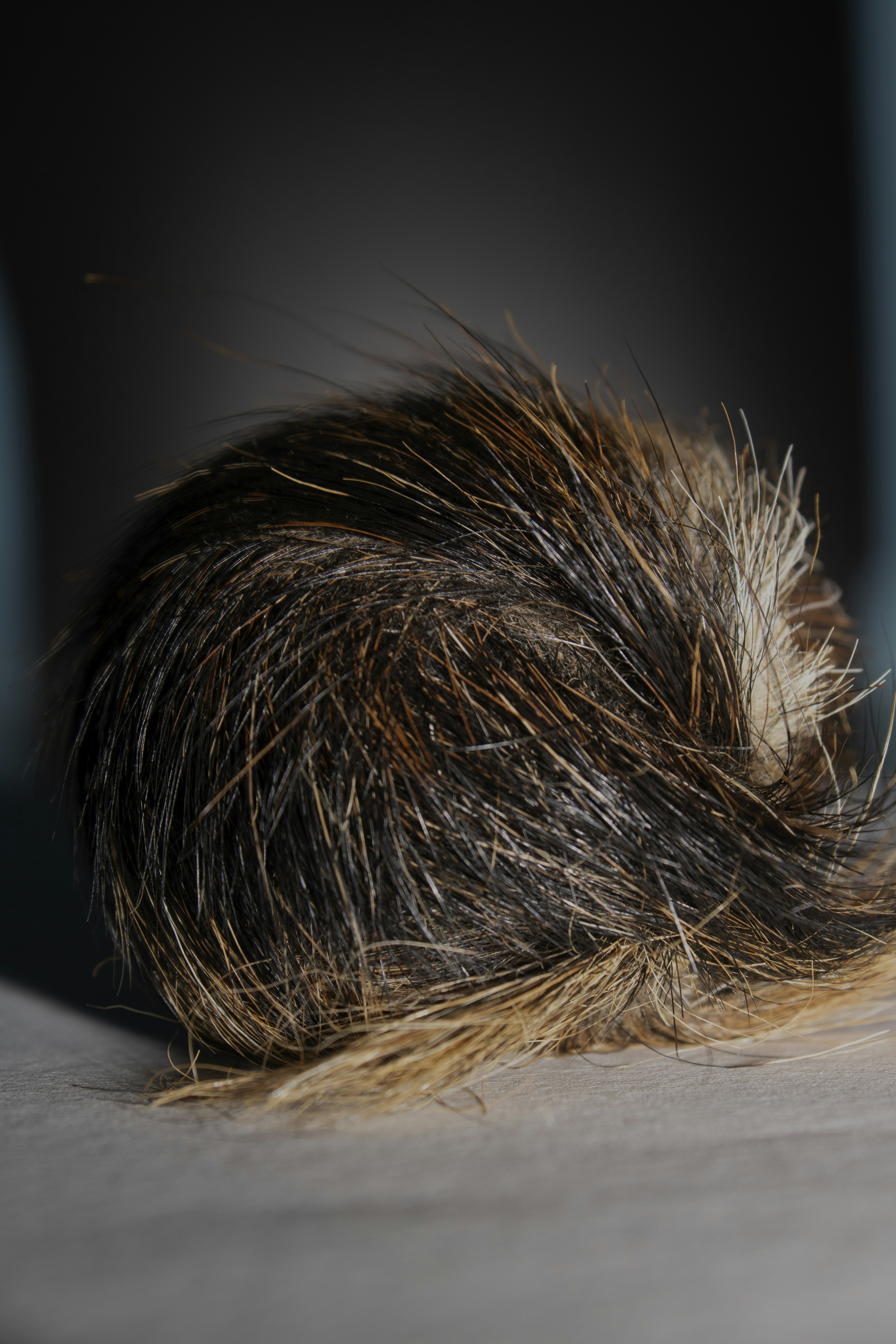 Whorled Texture: Close-Up of a Hair Tuft in Soft Studio Light