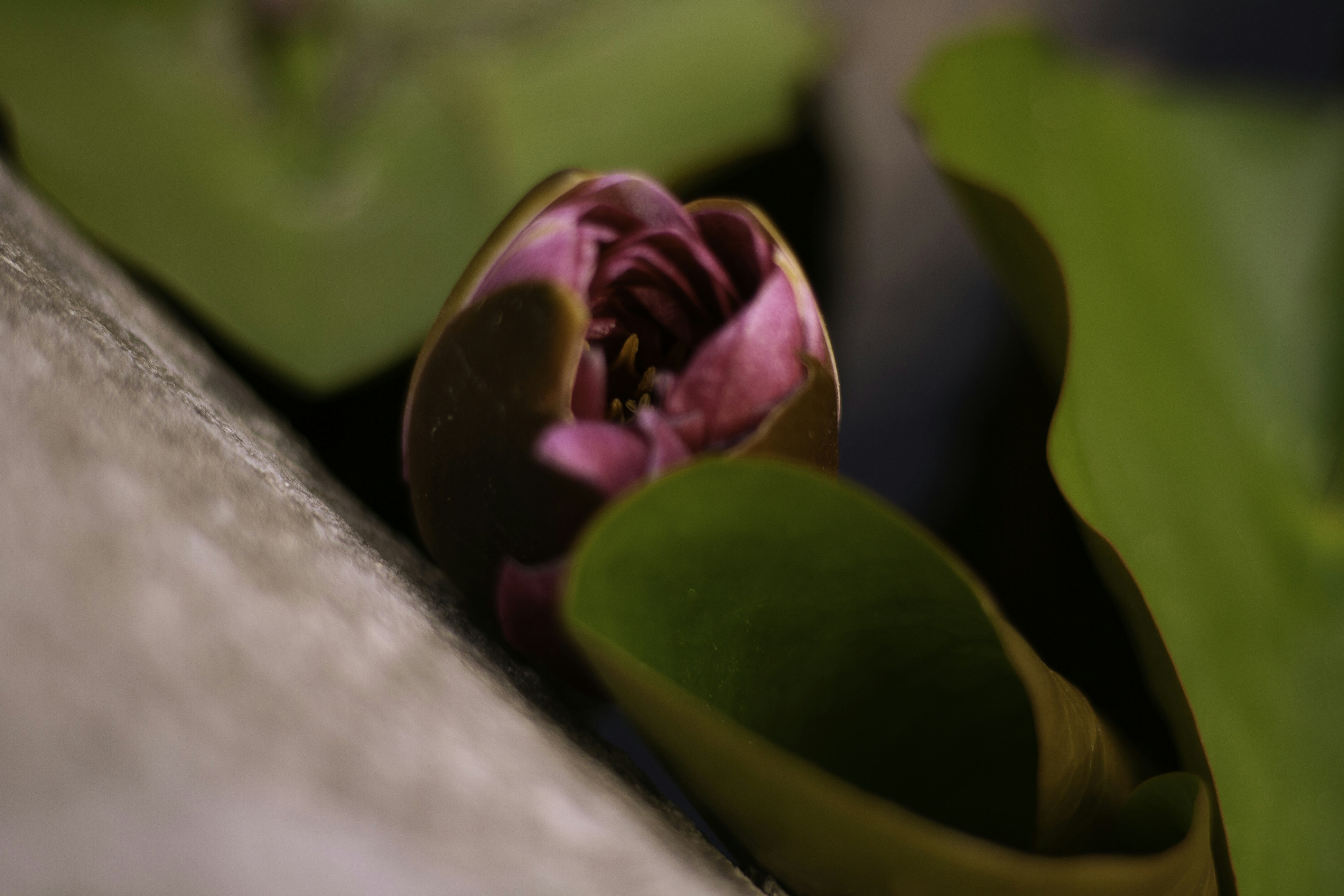 Purple Bud Emergence: Macro Contrast at the Edge of Stone
