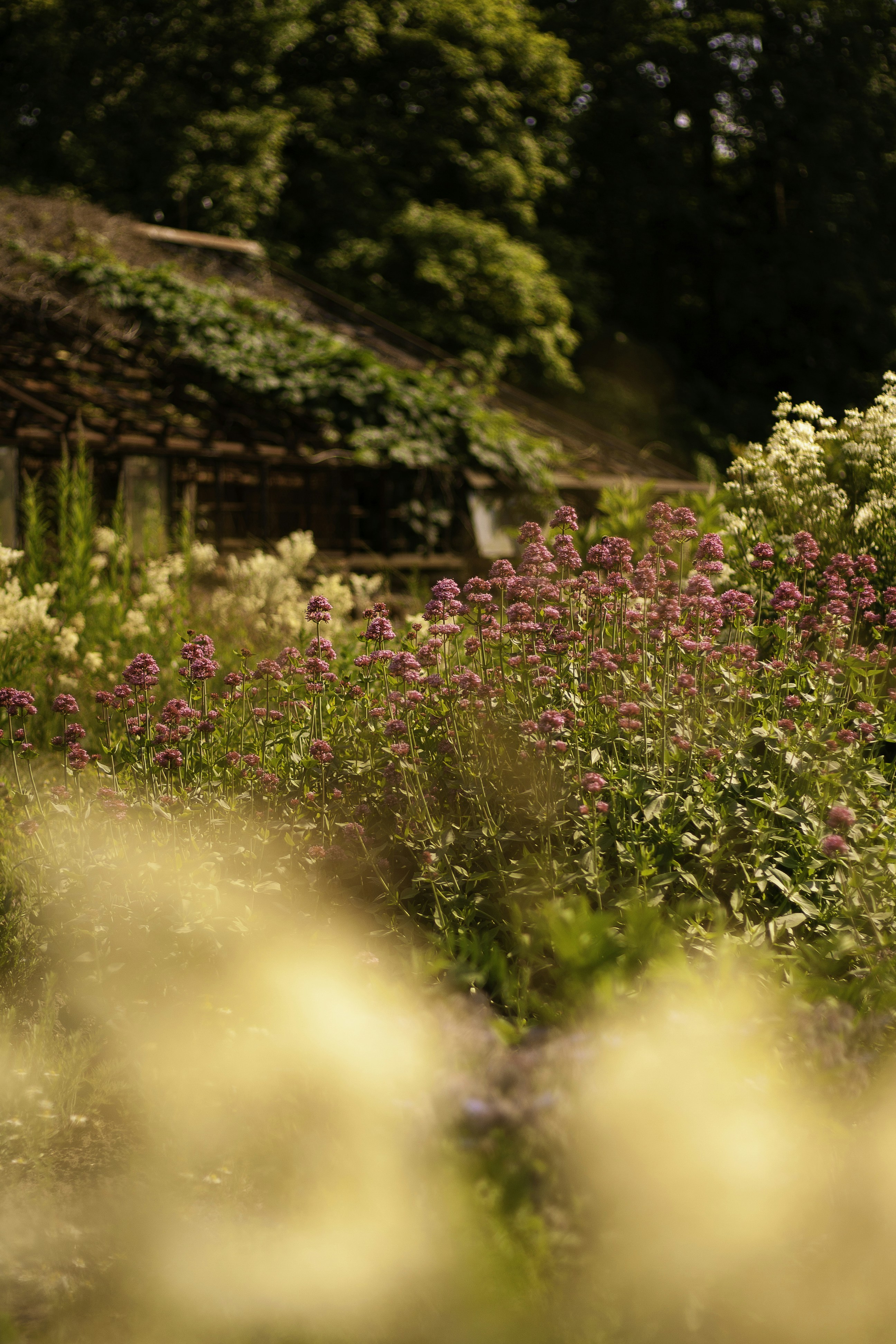 Sunlit meadow of pink blossoms with a distant rustic structure