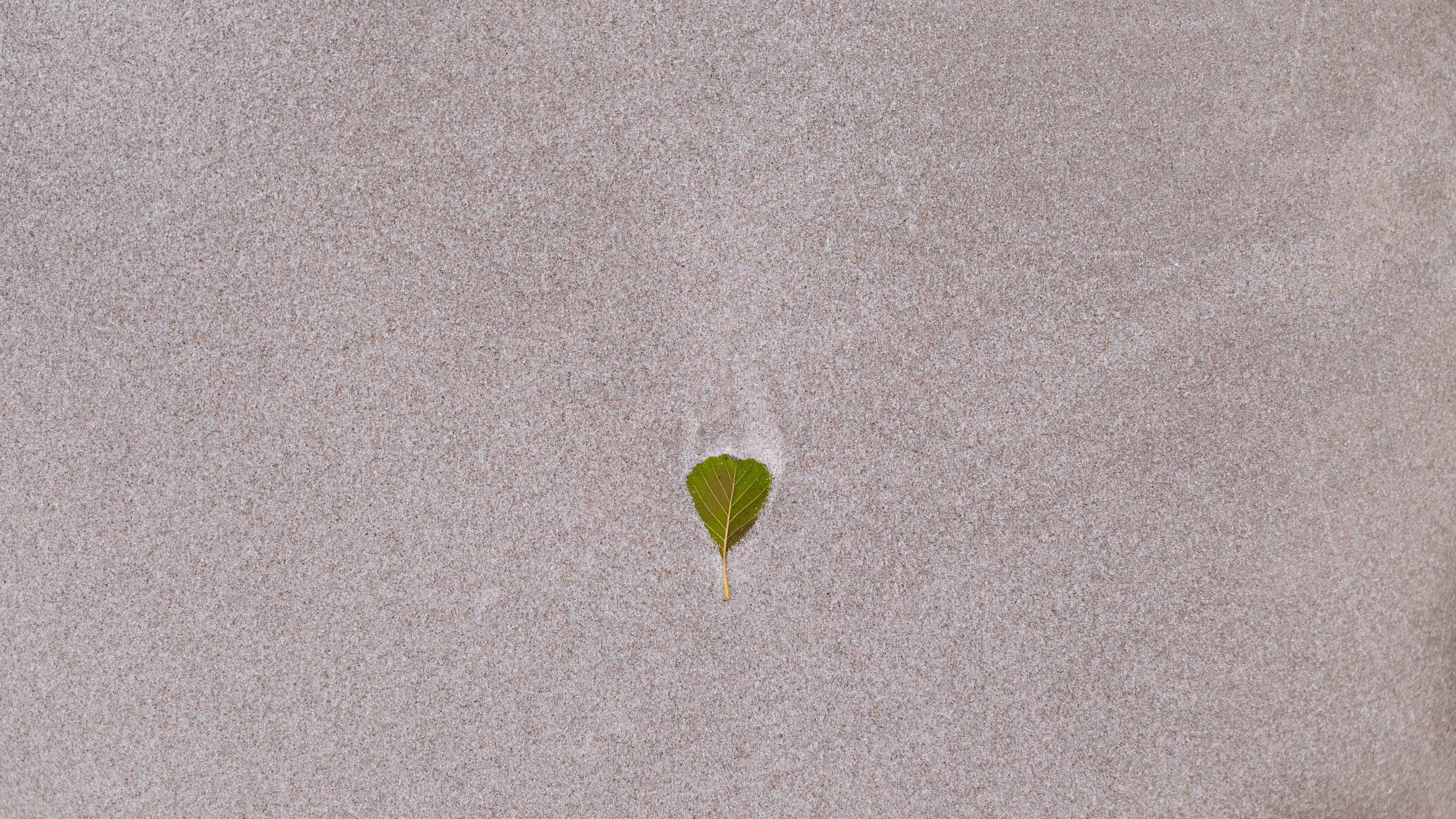 Emerald leaf resting on sun-bleached beach sand