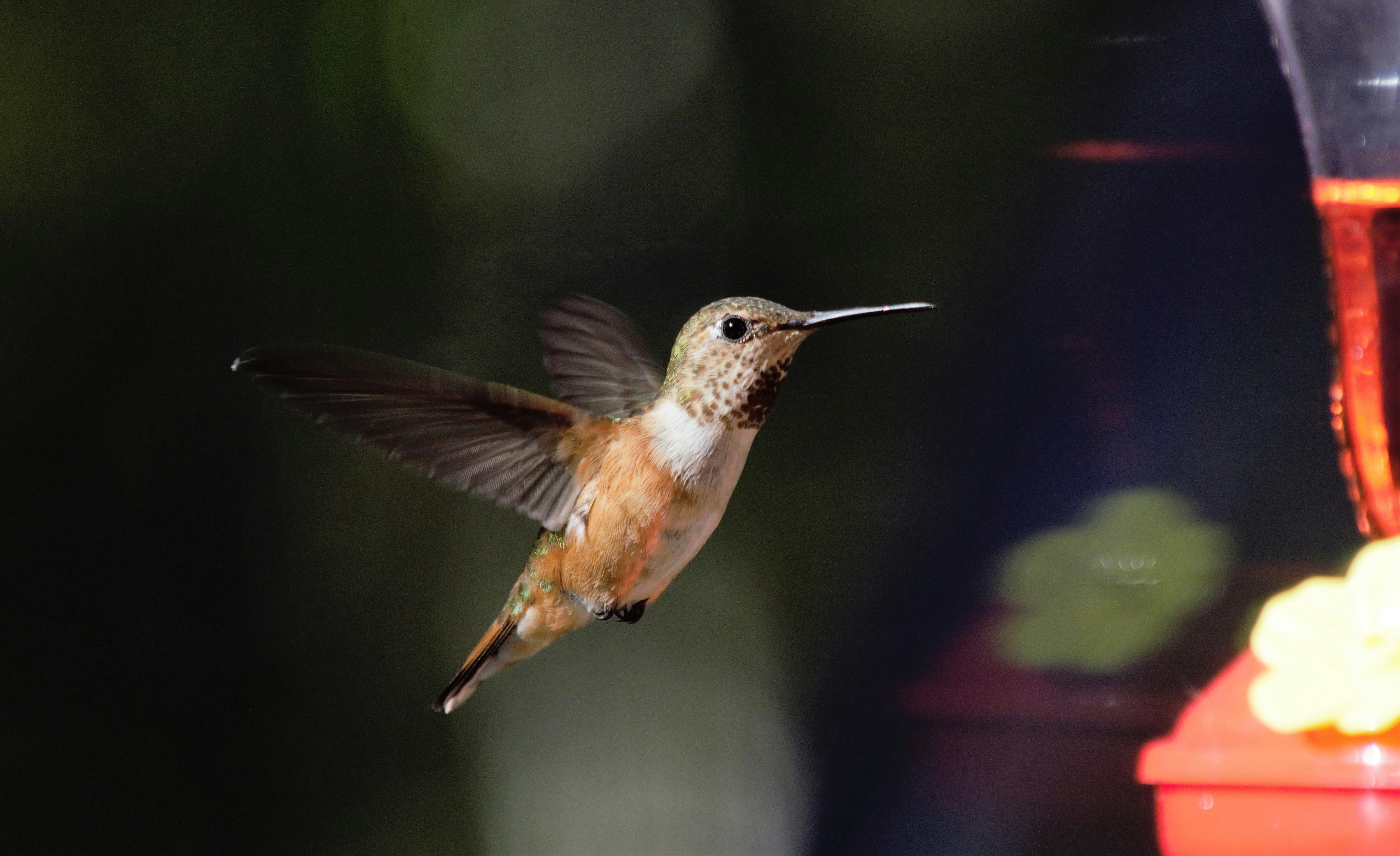 Hummingbird in mid-air near a red feeder with blurred green background.
