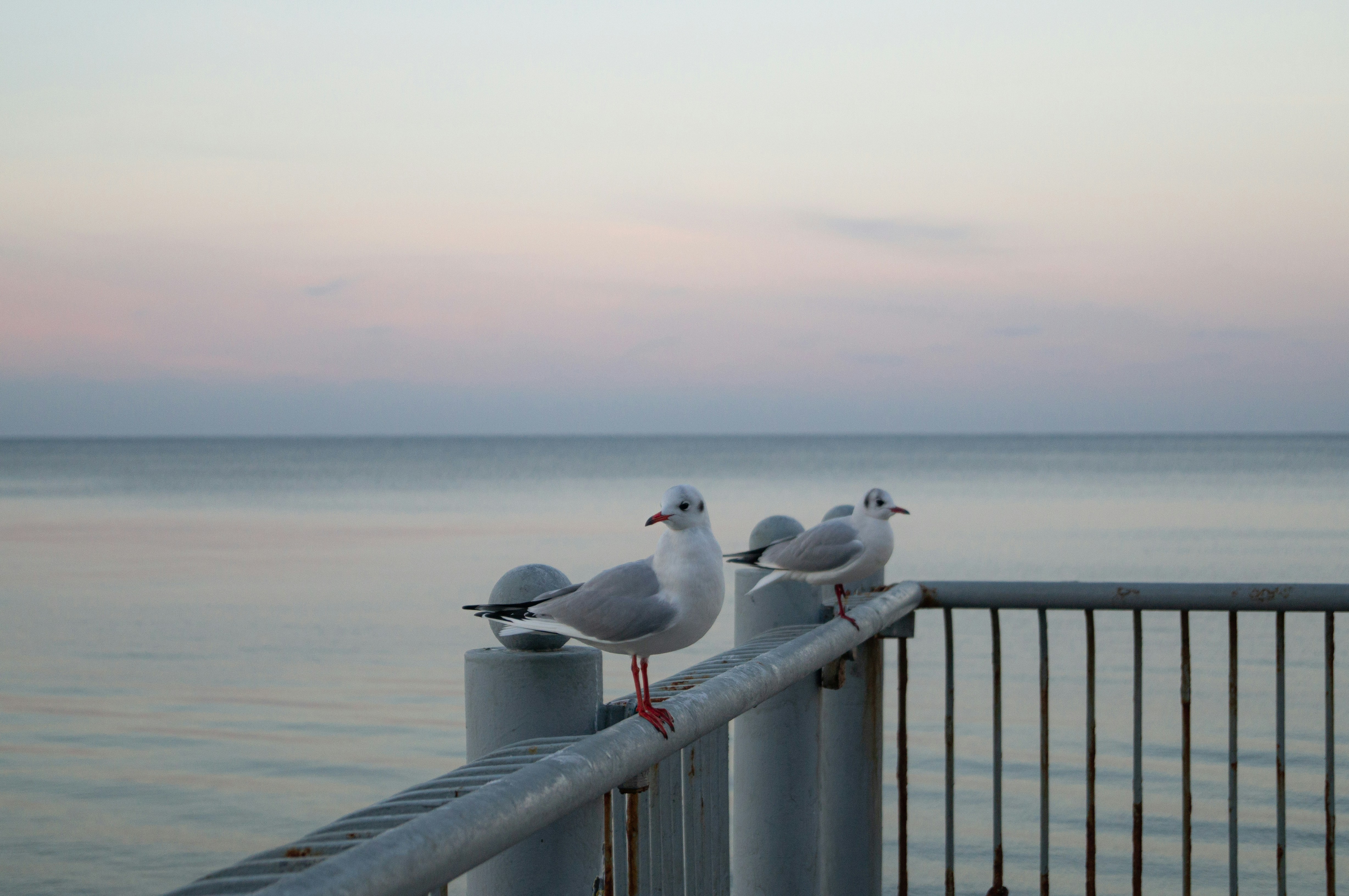 Three seagulls sitting on a railing overlooking the ocean photo – Free ...