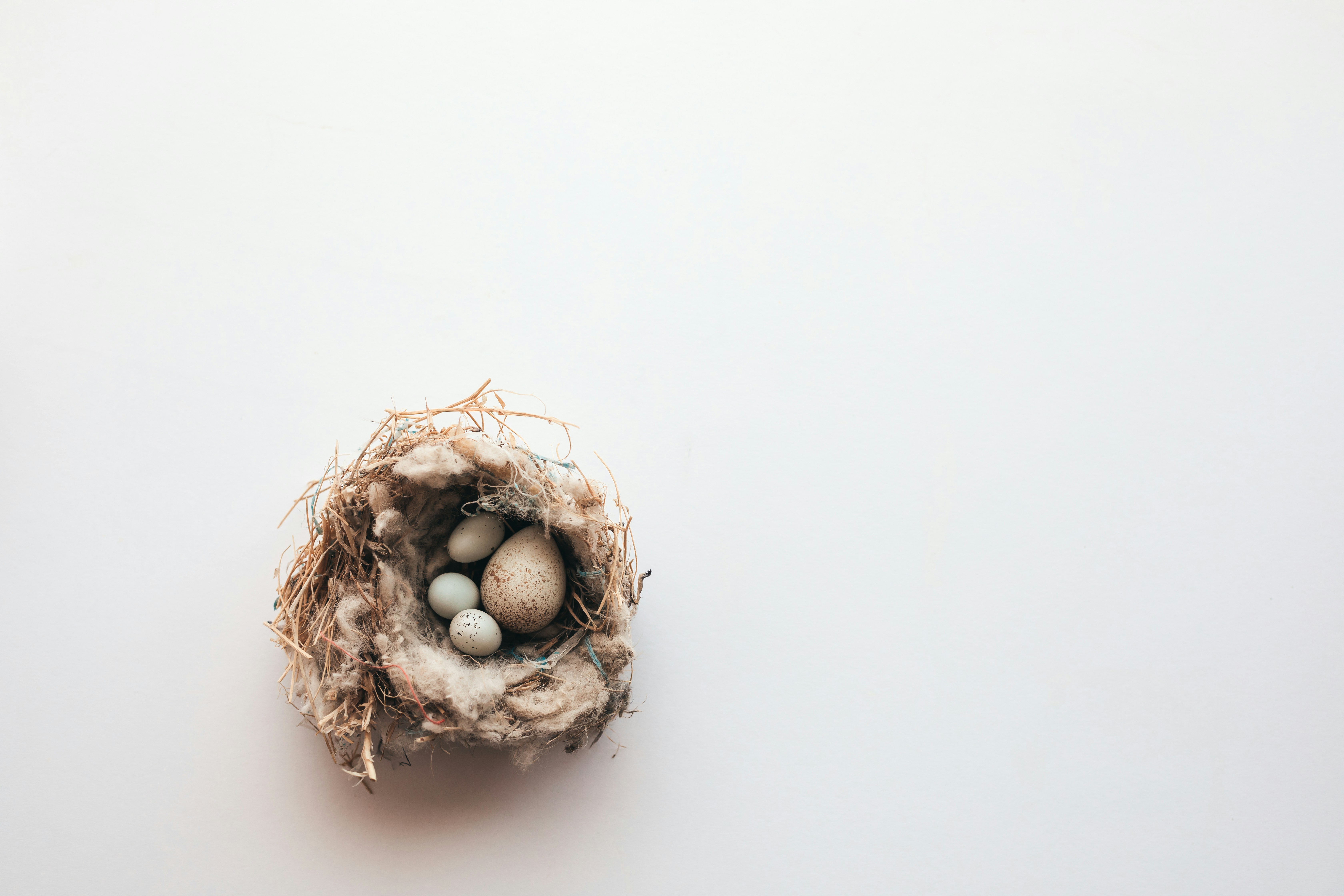 Nest Pictures | Download Free Images on Unsplash