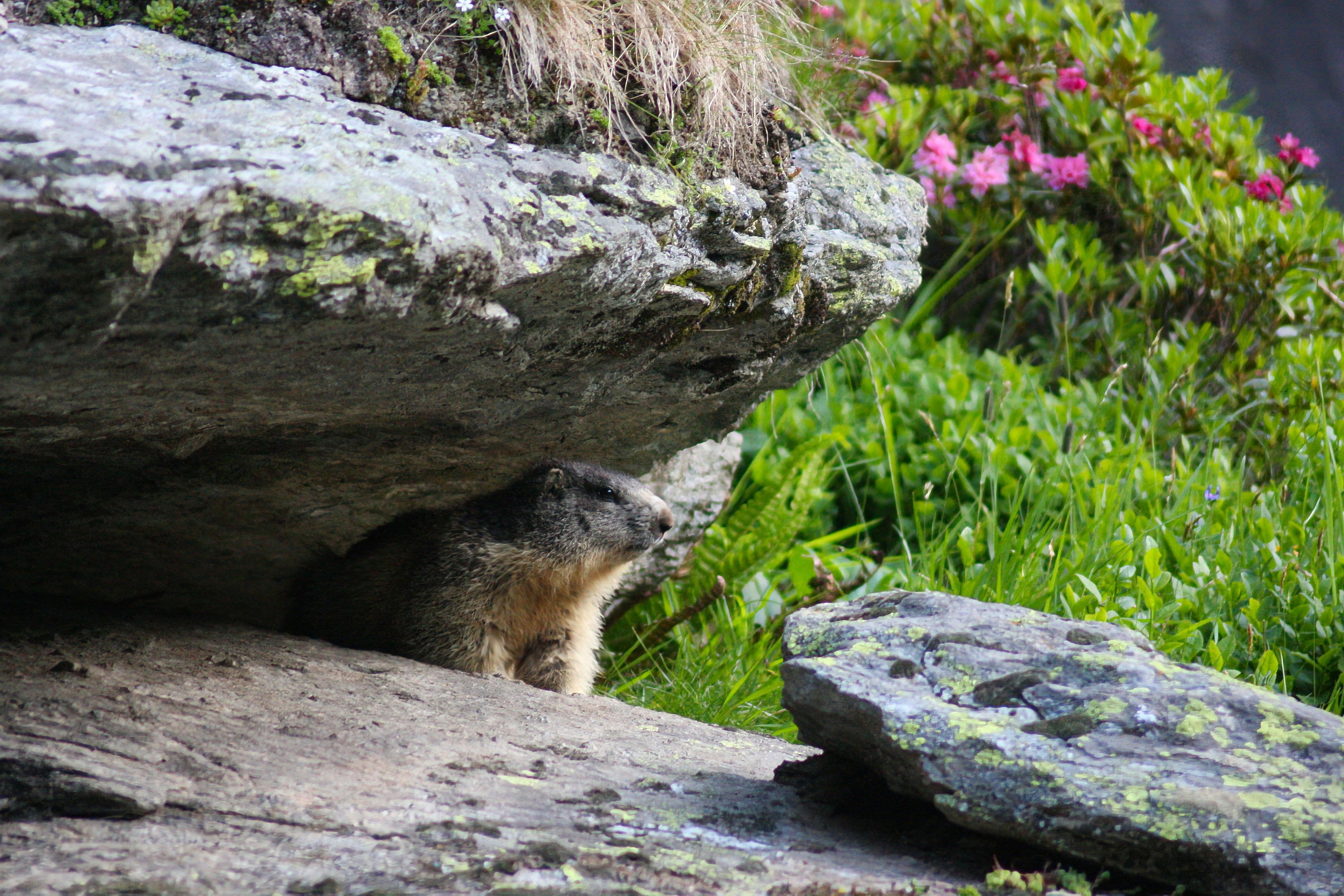 Alpine Marmot Emerges from a Mossy Rock Nook