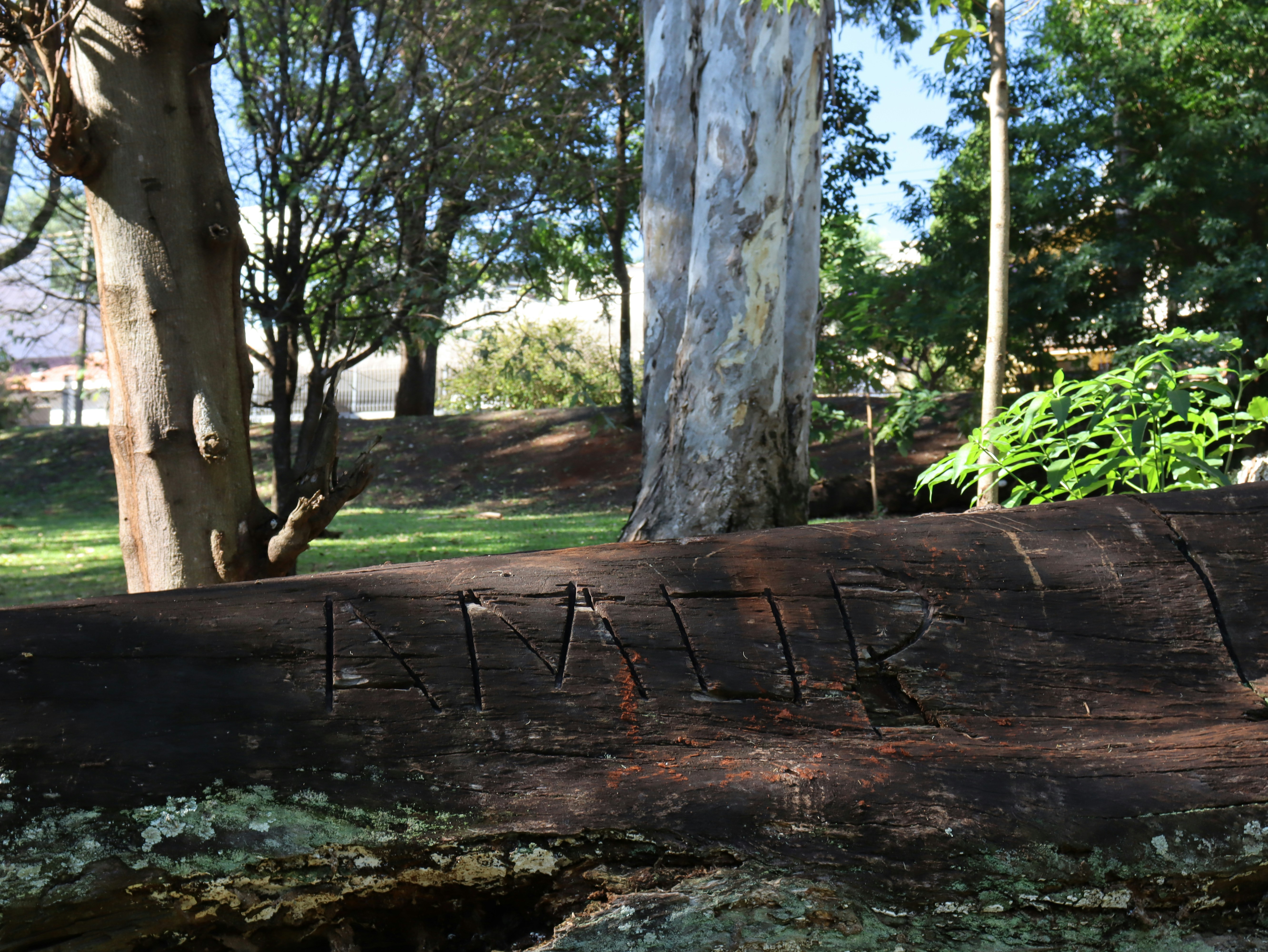 A tree trunk that has some writing on it photo – Free State of paraná ...