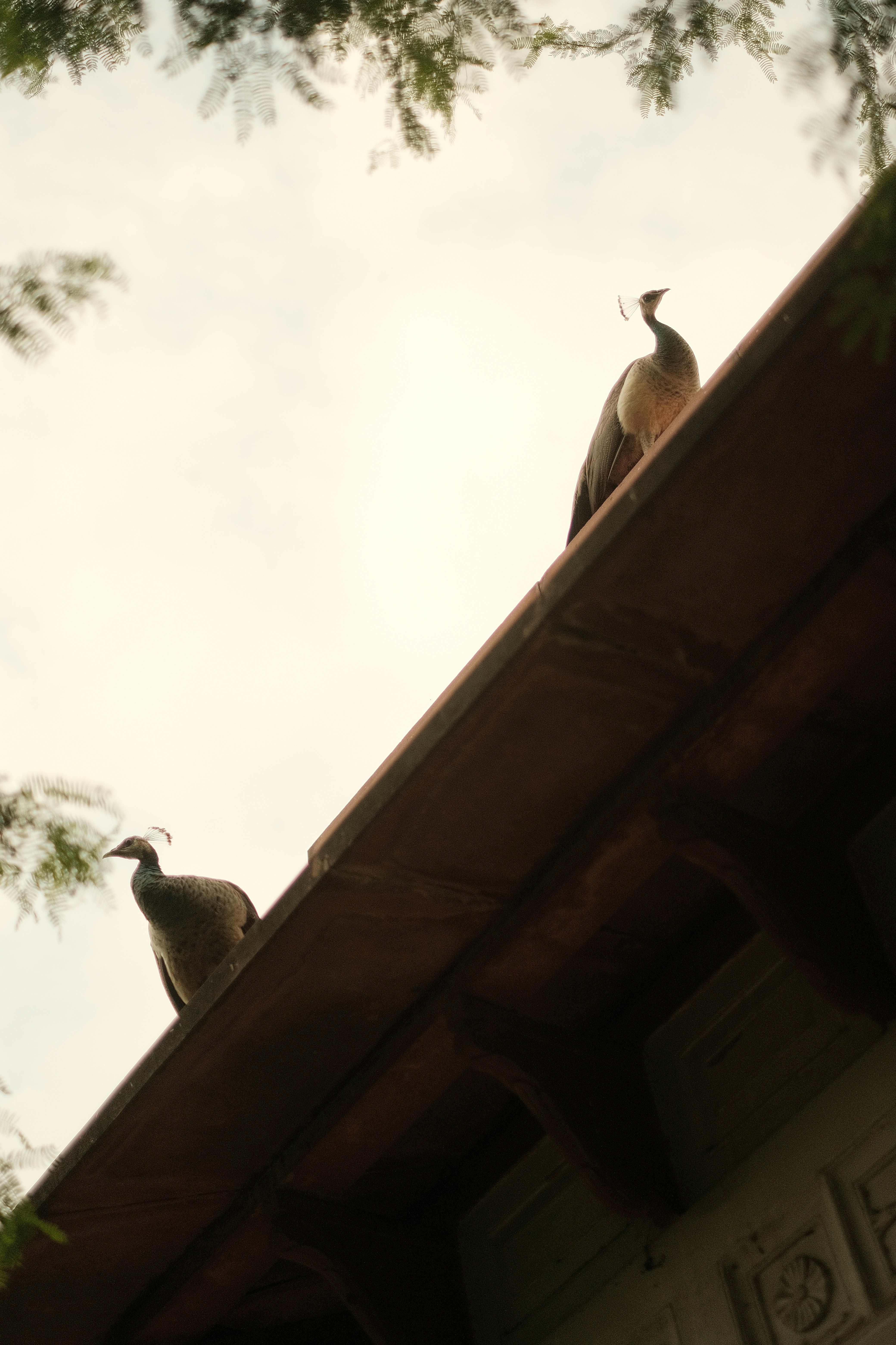 Rooftop Duo: Peacocks Perched Along a Slanted Ridge
