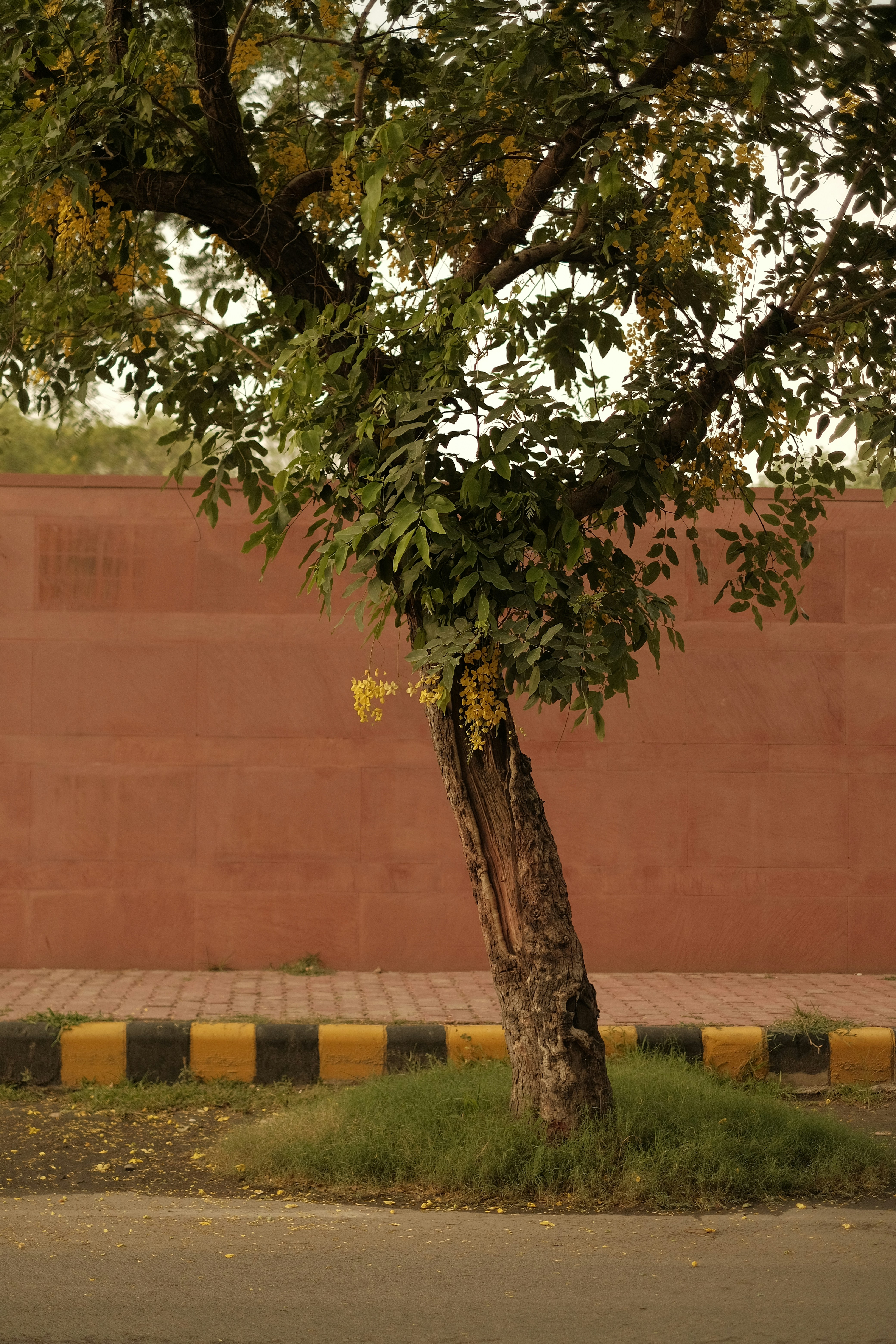 Split-Trunk Street Tree Bathed in Autumn Gold Against a Brick Wall