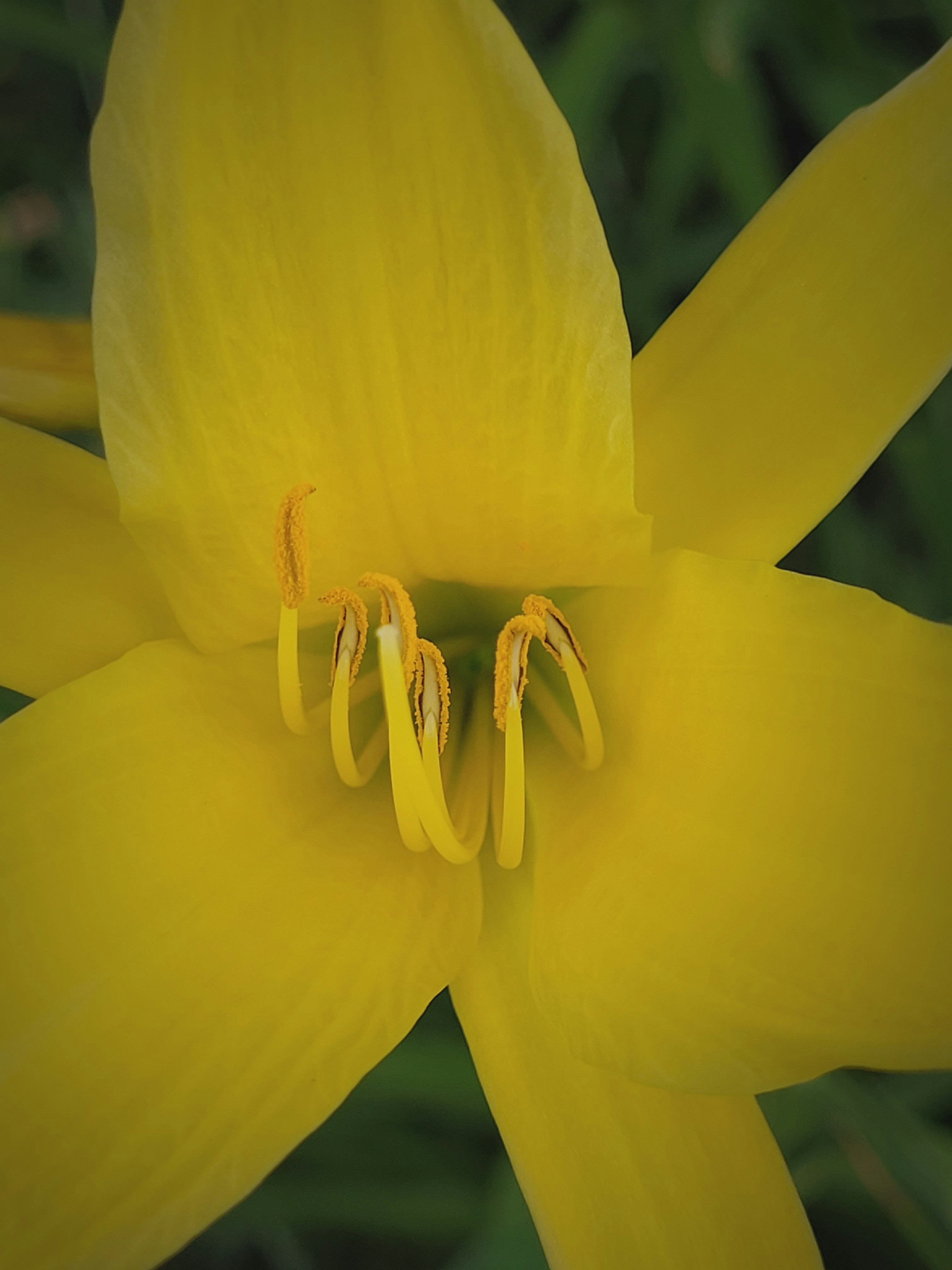Golden Daylily Core: A Macro Portrait of a Yellow Bloom's Stamen