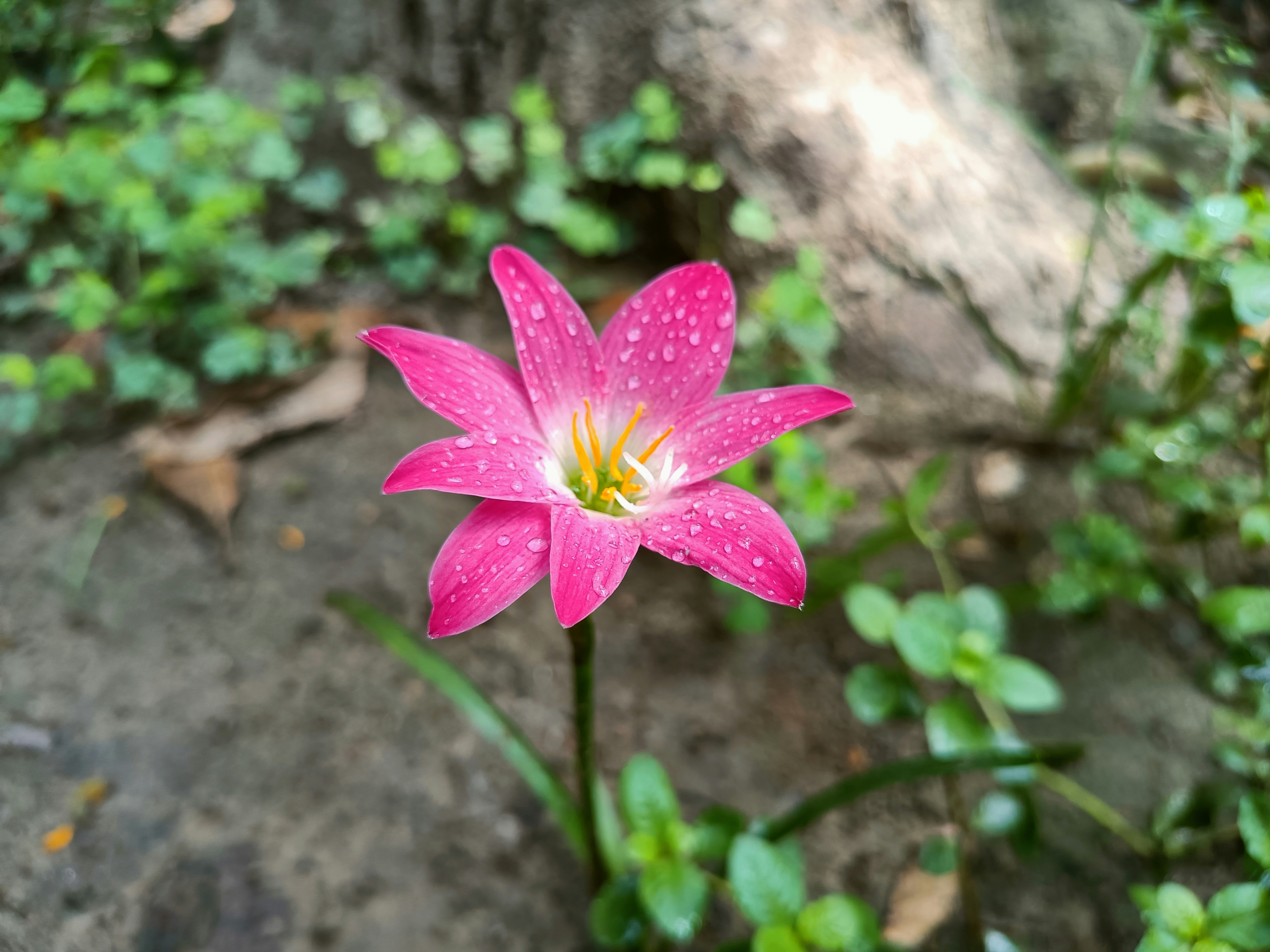 Pink lily with dewdrops stands in a garden bed, framed by green foliage against a textured soil backdrop.