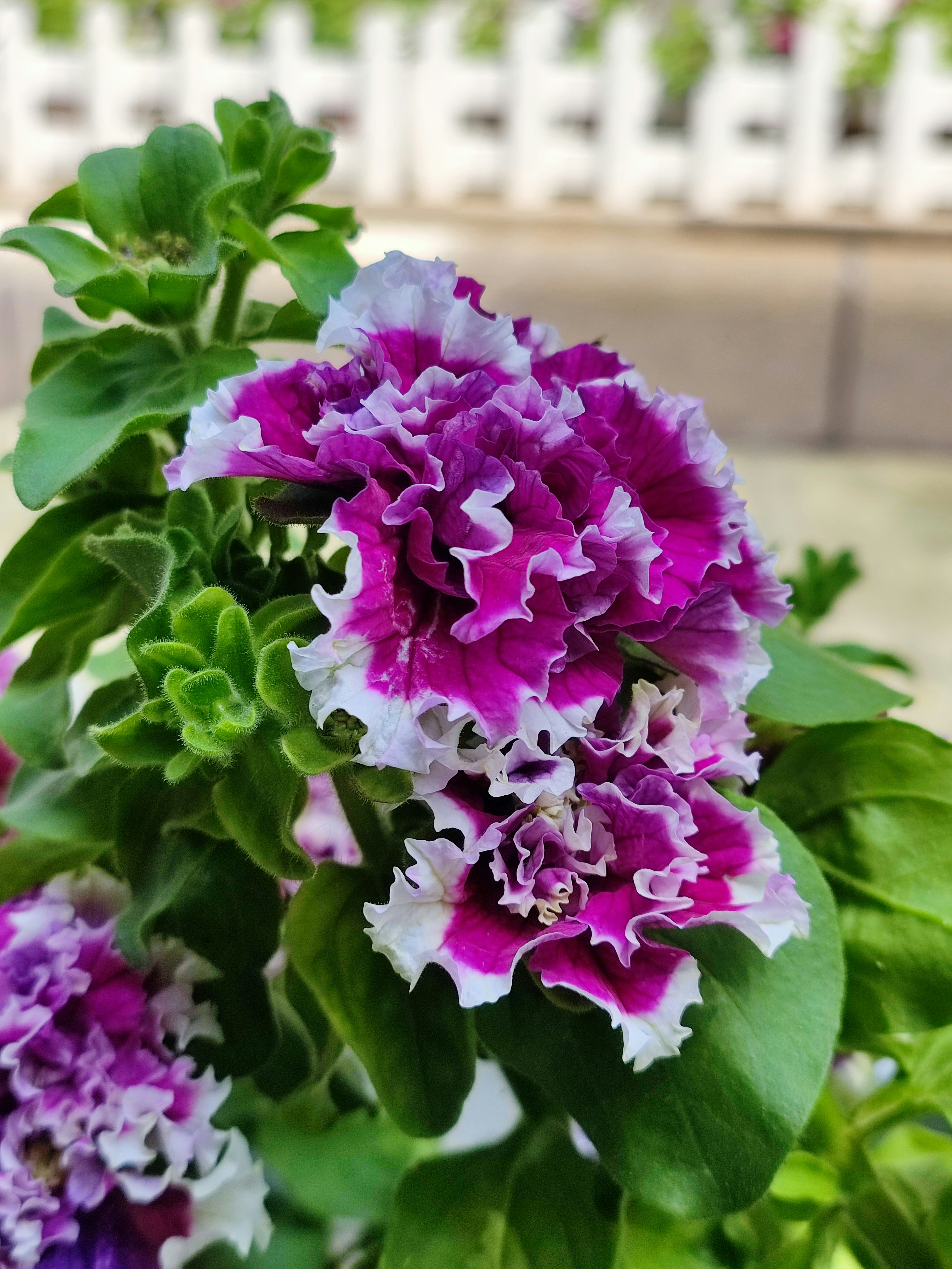 Purple and white flowers in a pot outside photo – Free Belgian azalea ...