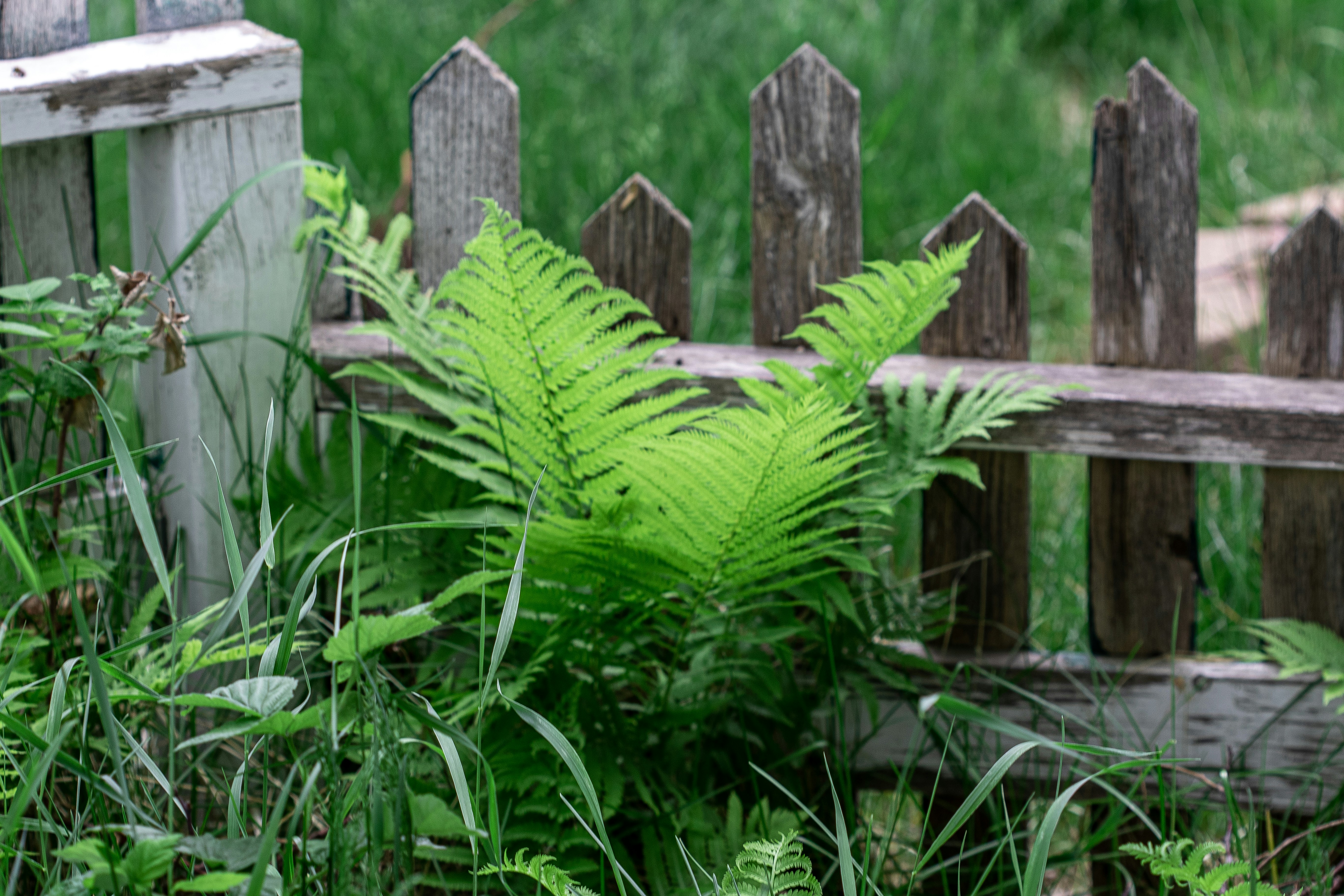 Fern and Fence in a Quiet Garden Corner