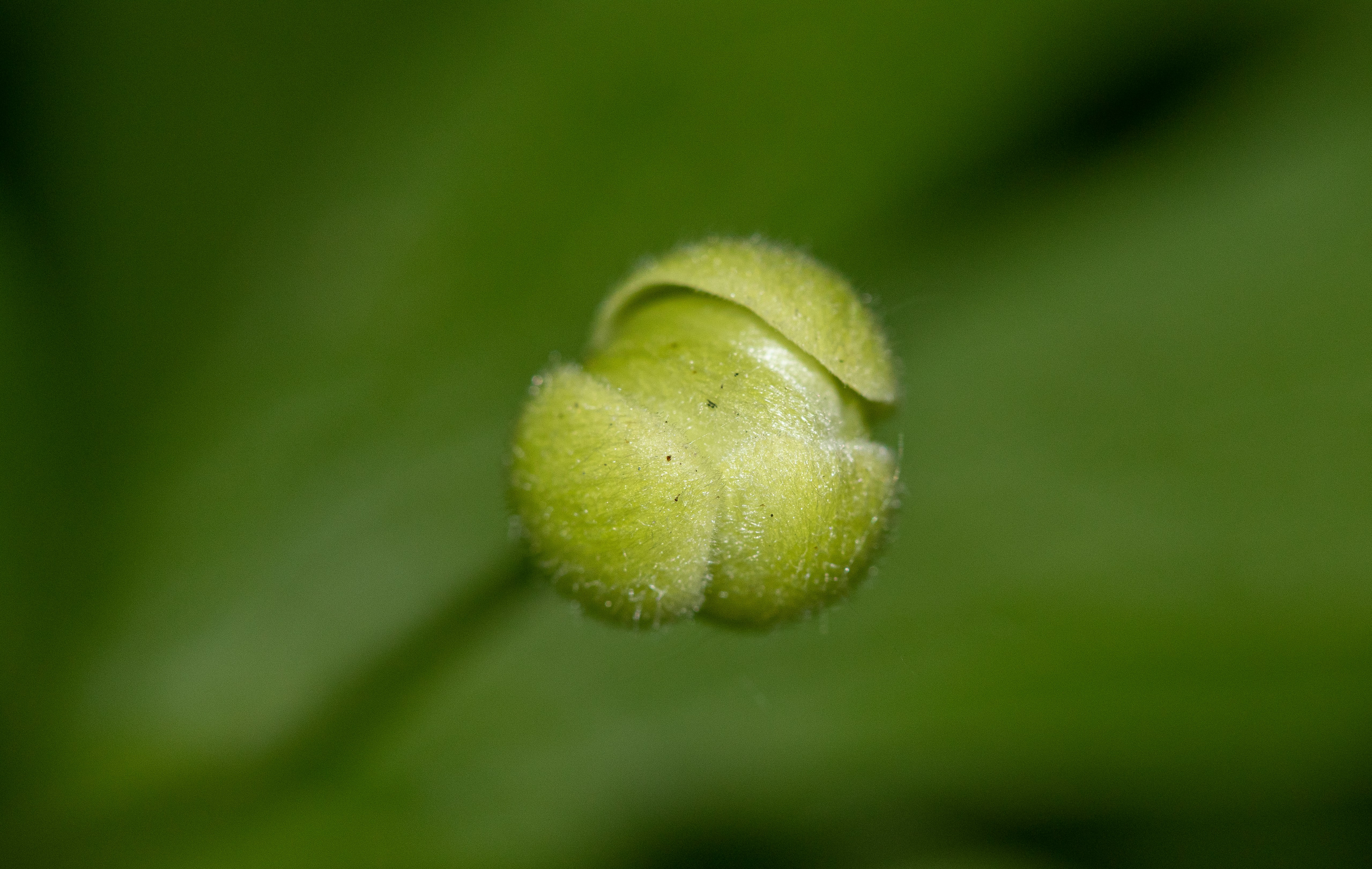 Macro Moment: A Bud Emerges in Velvet Green