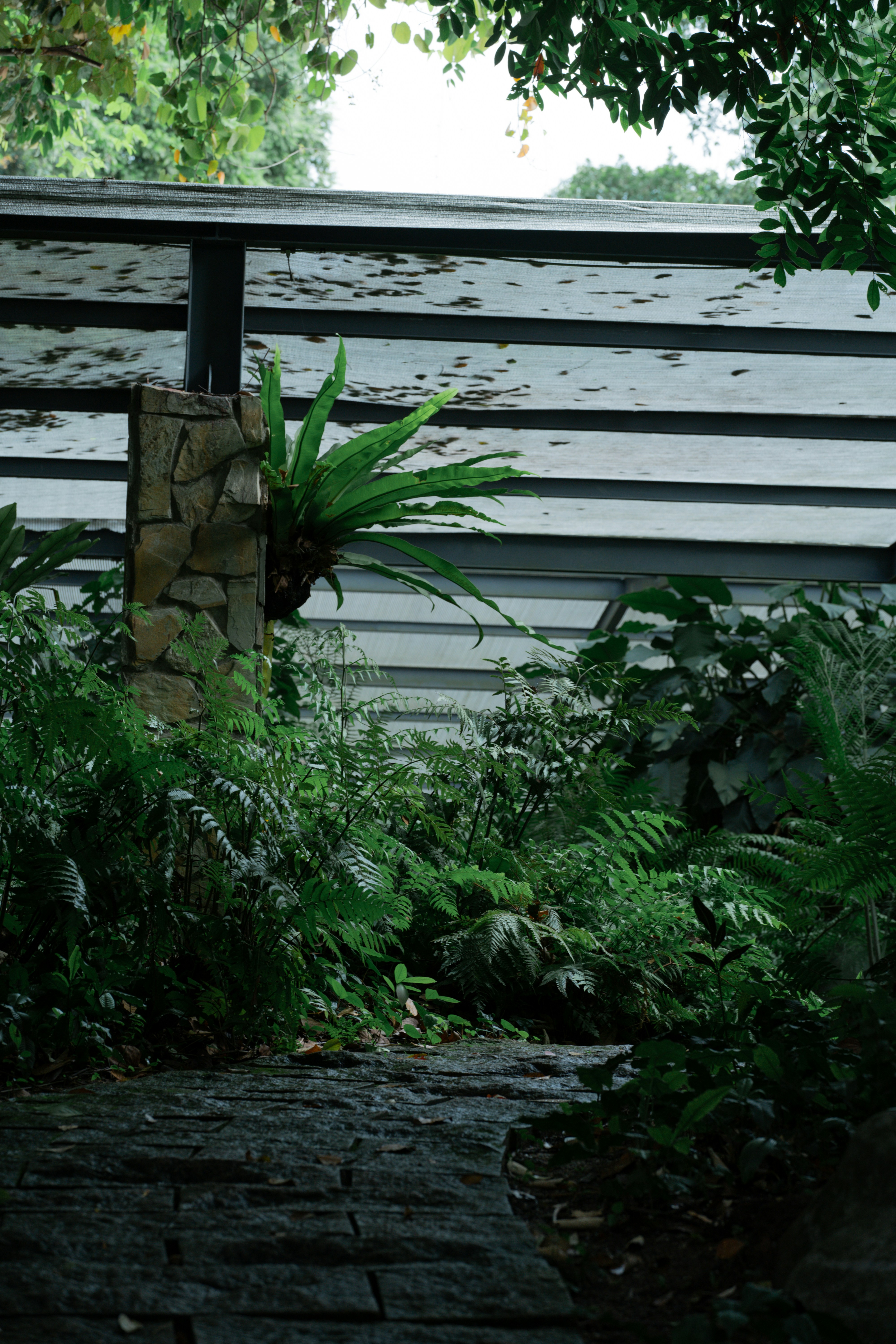 Fern-Fringed Passage: A Quiet Garden Veiled by Dappled Light
