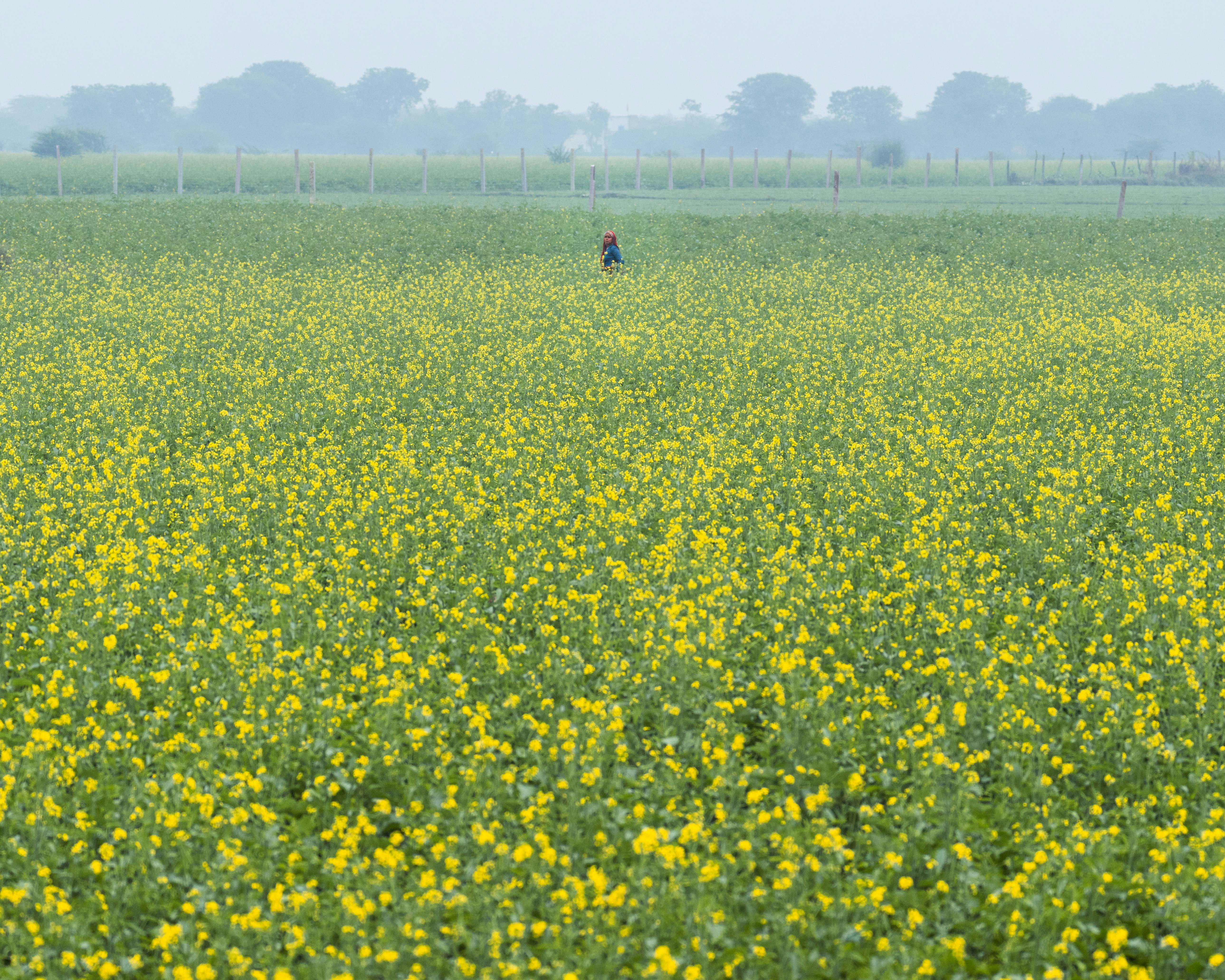 Red-clad silhouette threads a sea of yellow canola