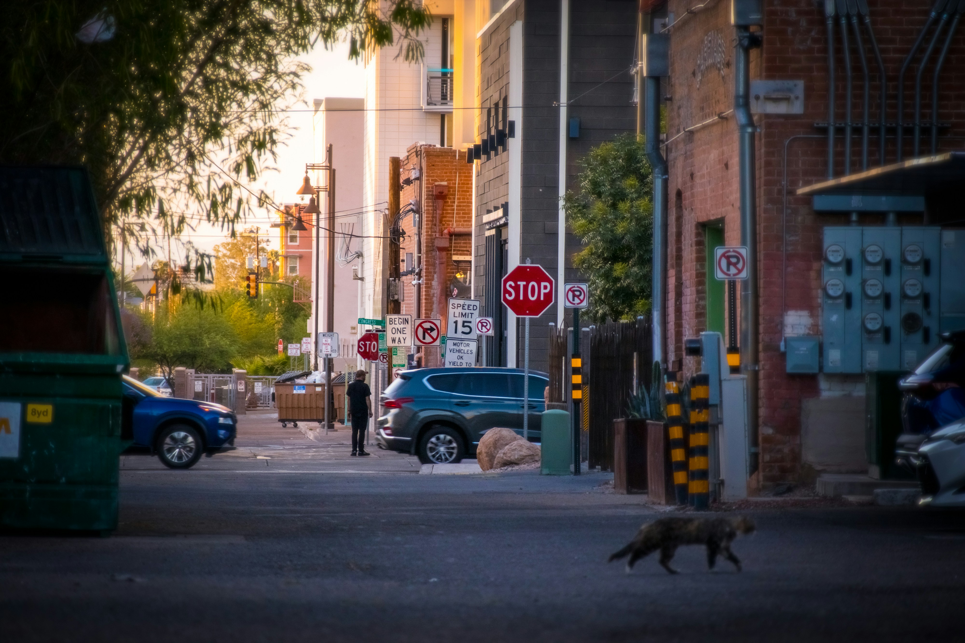 Dusk Patrol: A Street Cat Crosses a Quiet Downtown Alley