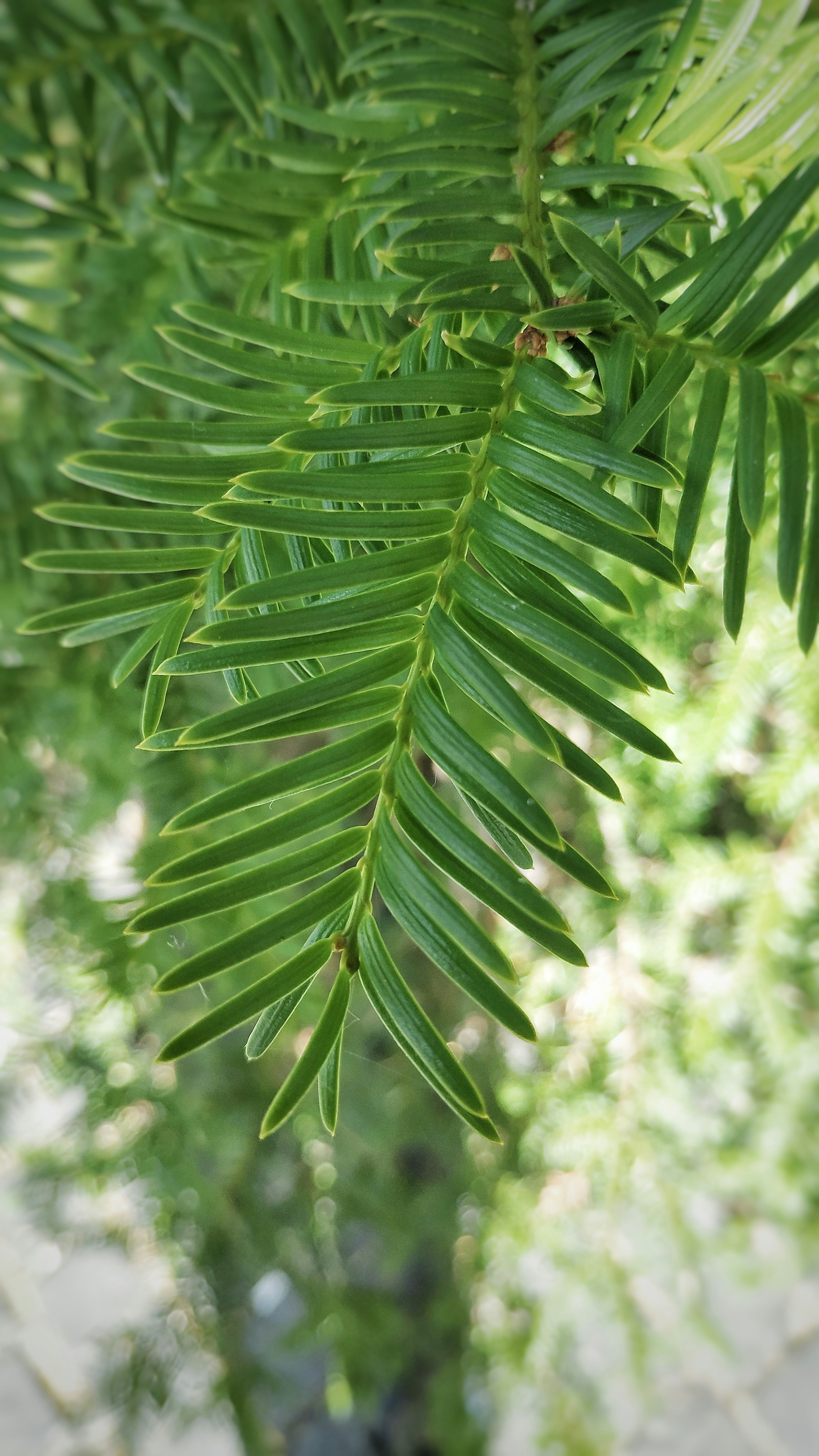 Emerald Fronds Macro: Close-Up of Pine Needles in a Sunlit Blur
