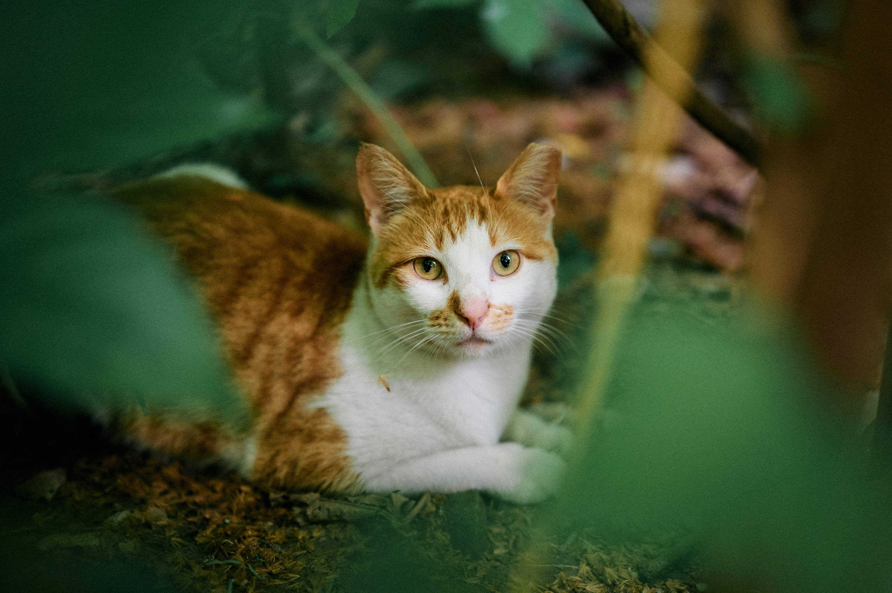 Un chat orange et blanc assis par terre photo – Image gratuite de ...