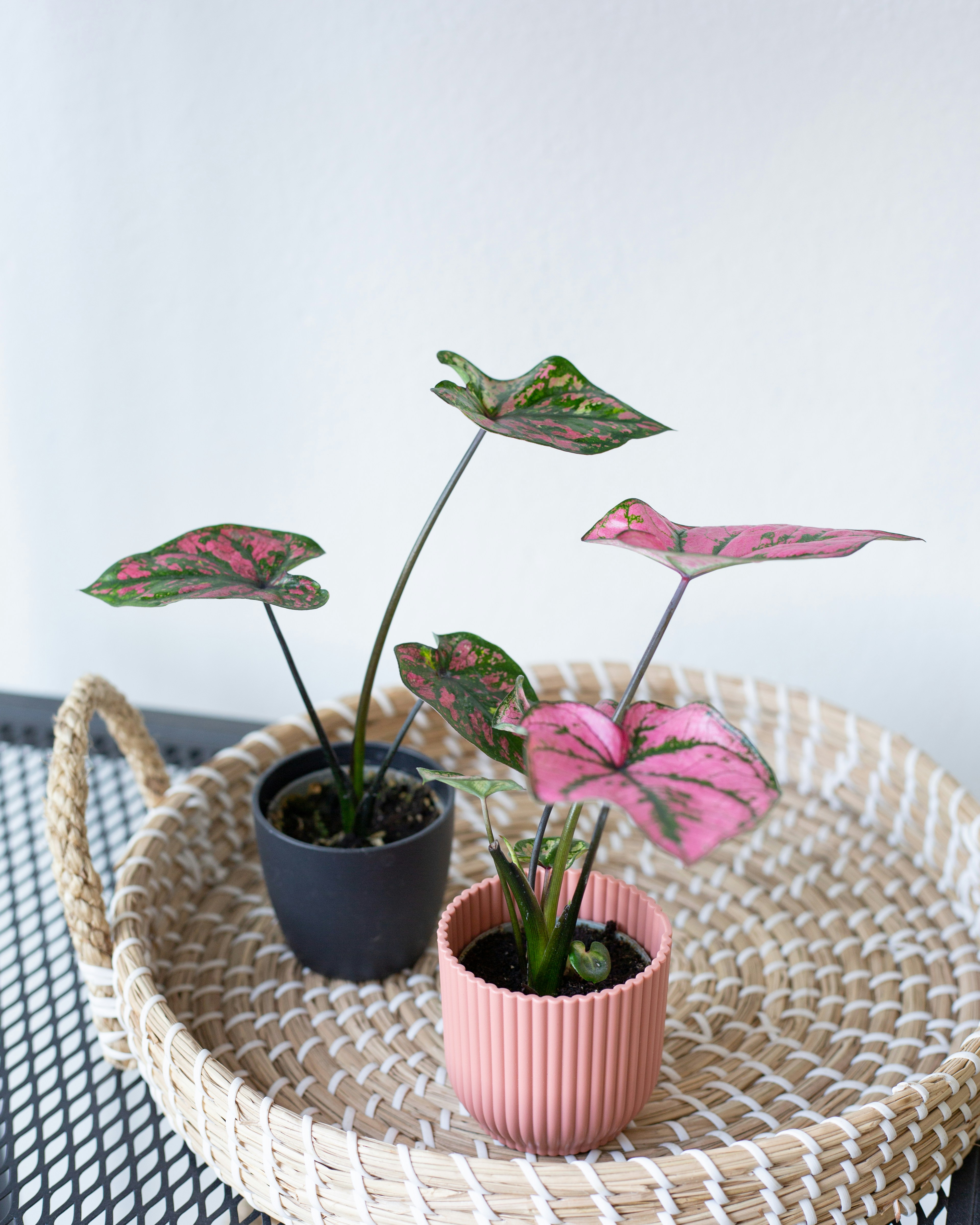 Une plante rose en pot posée sur un plateau en osier photo – Photo ...
