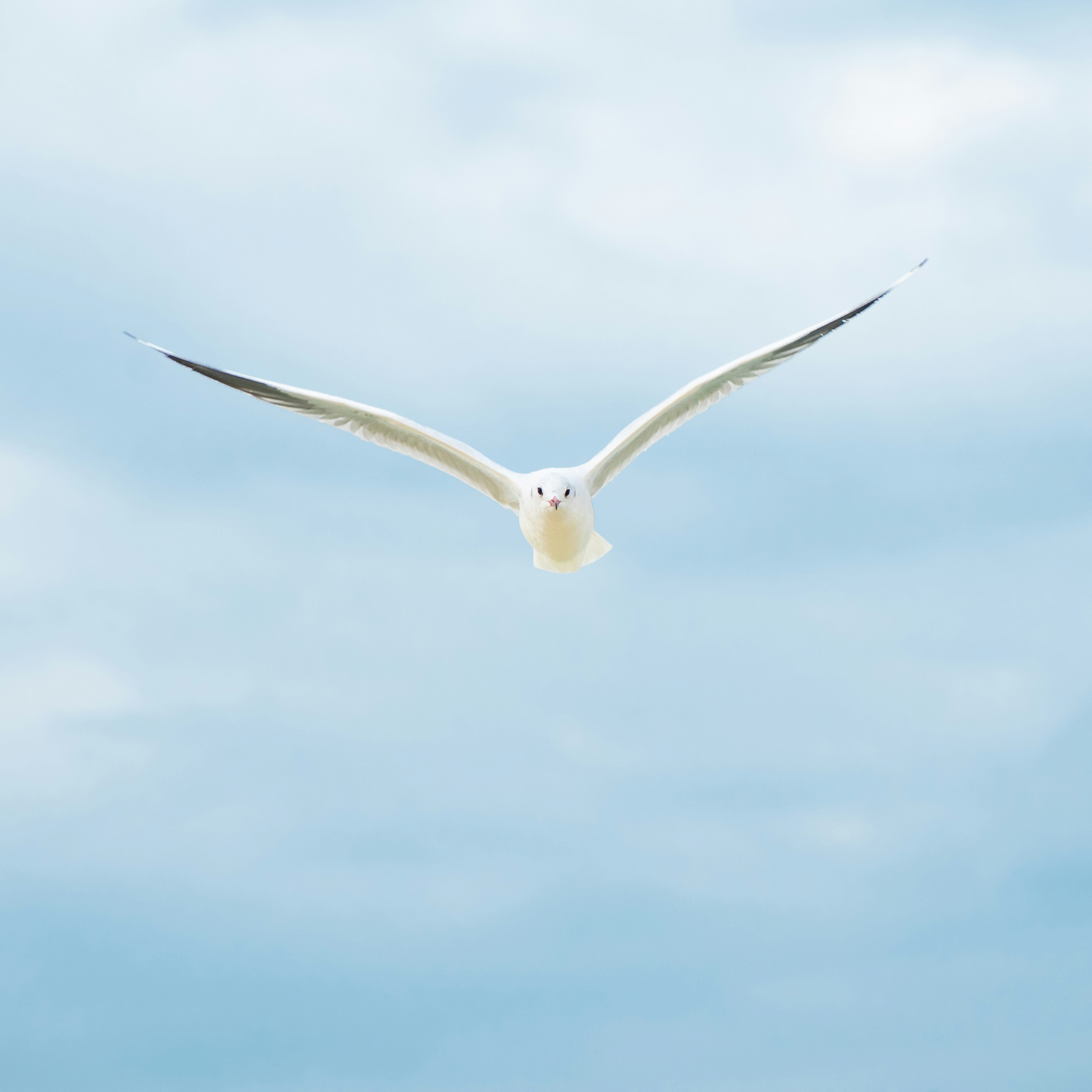 Wingbeat in a Pale Blue Expanse: A White Gull in Flight