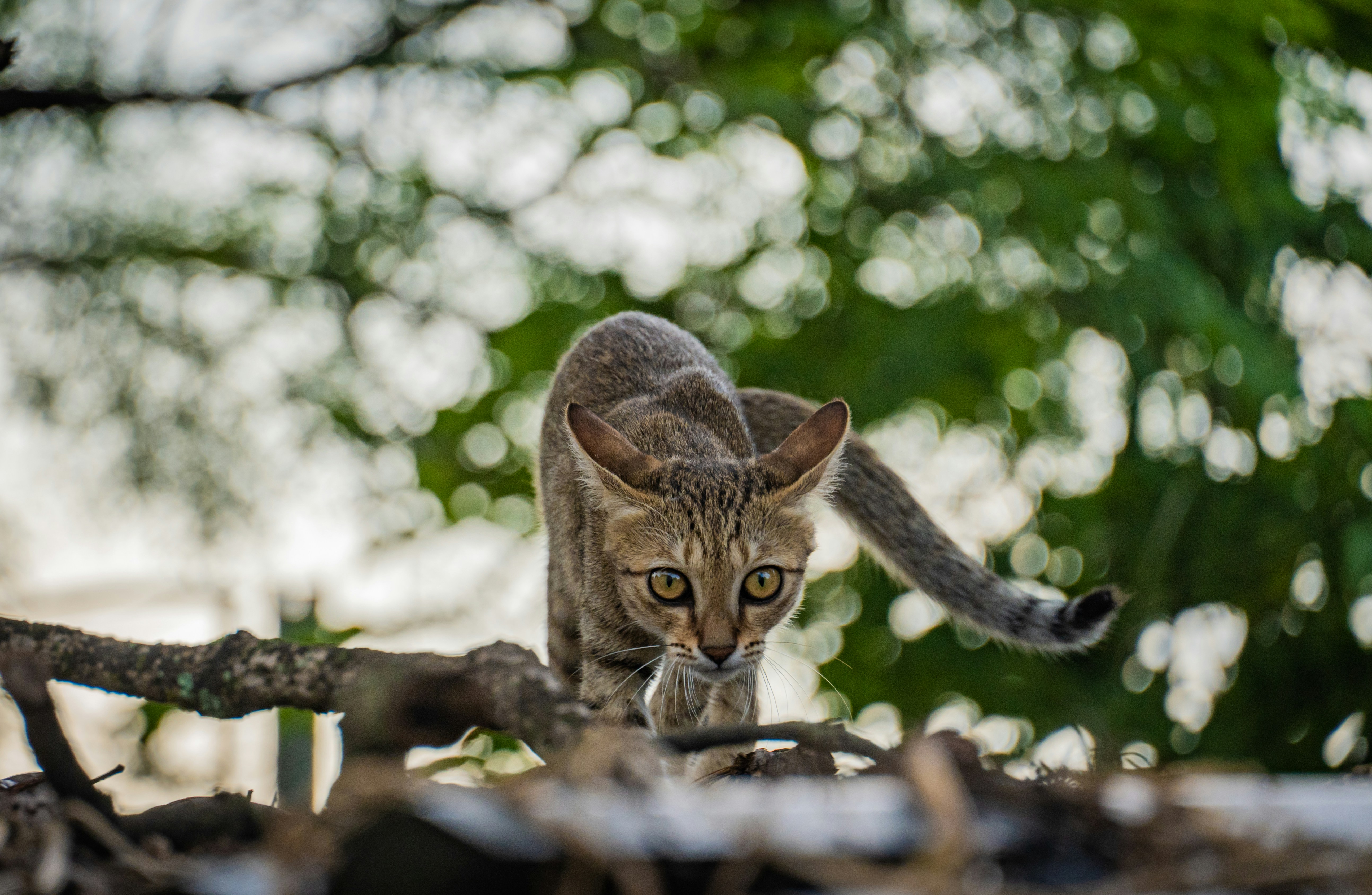 Um gato andando em cima de uma pilha de madeira foto – Imagem grátis ...
