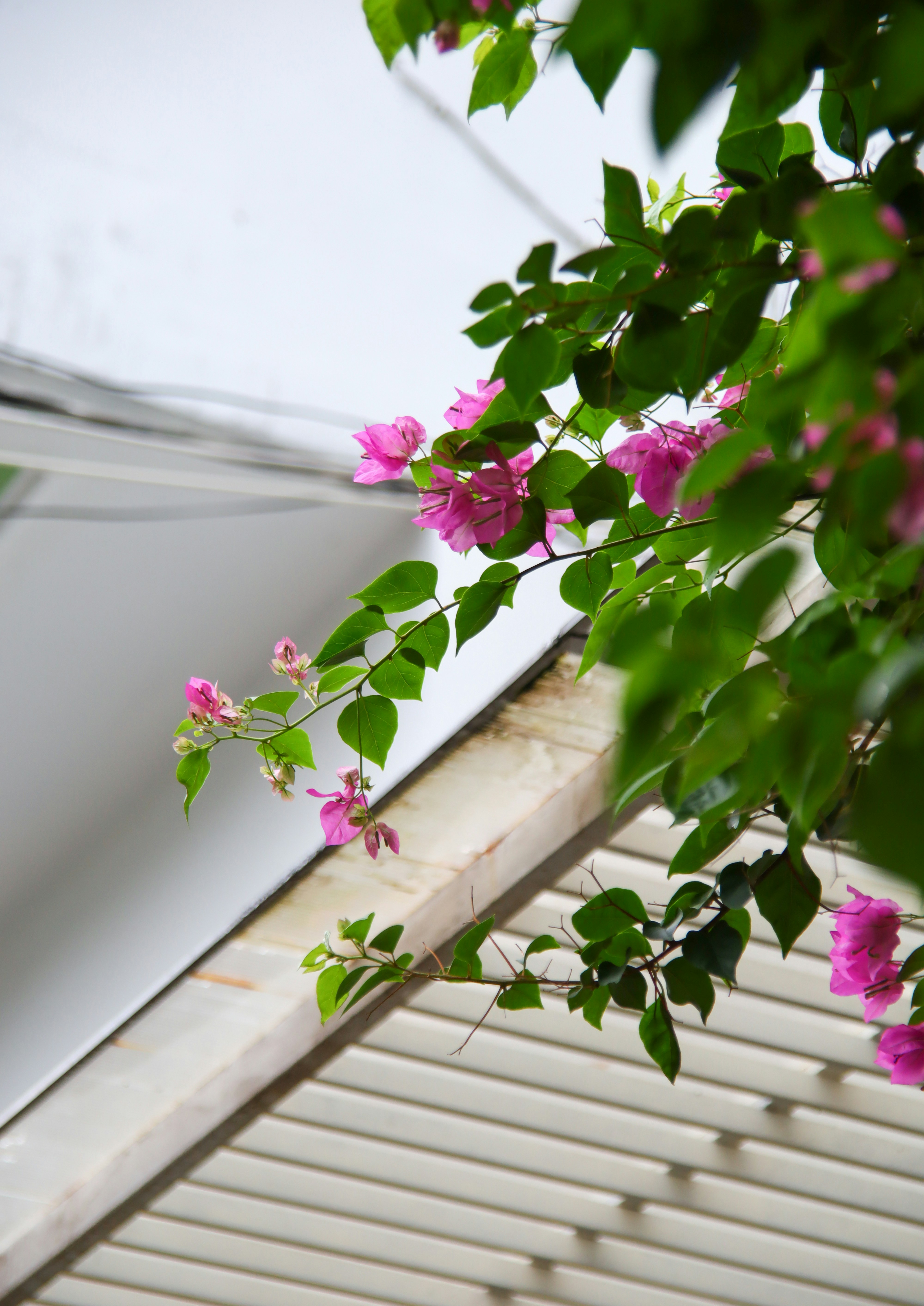 Photo by Tuan Nguyen with Canon EOS RP