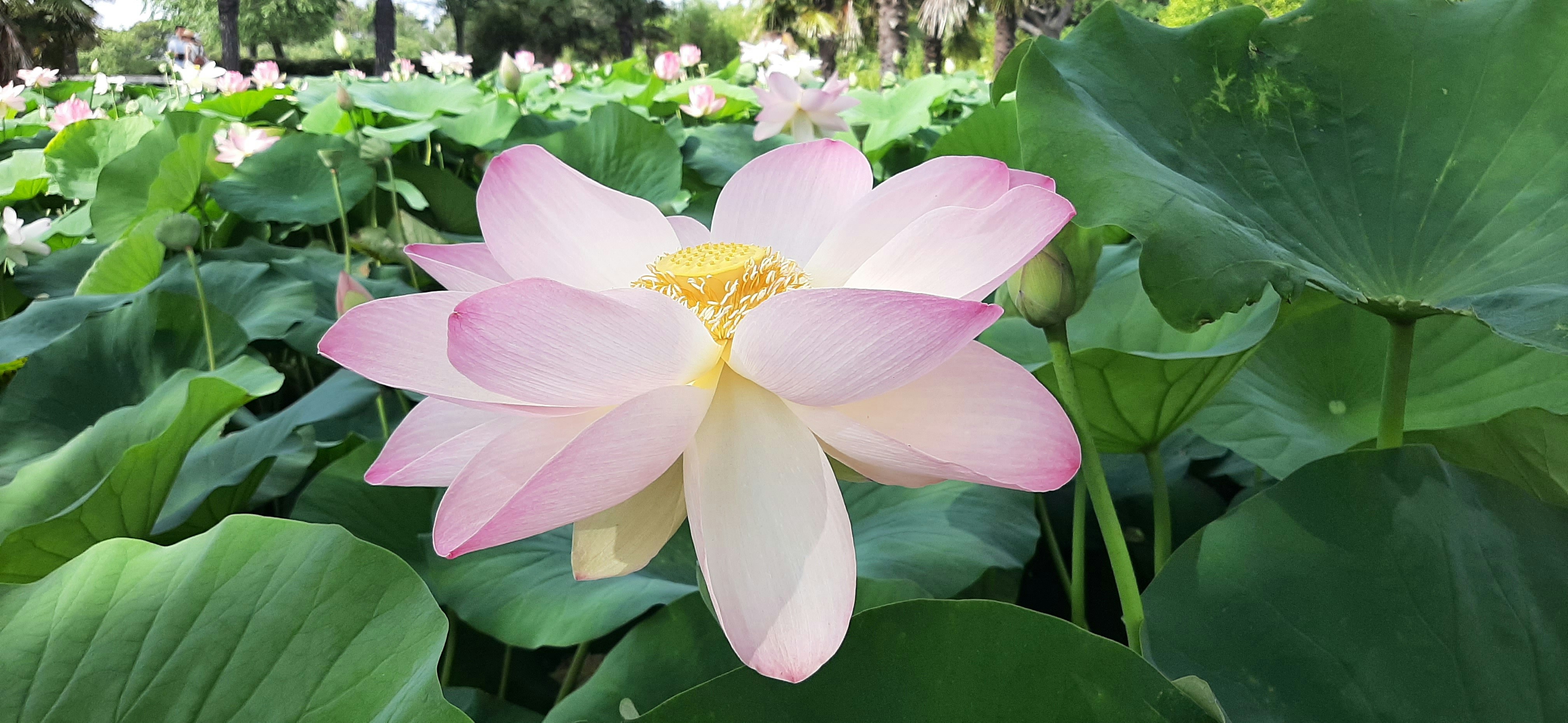 Photo by Melinda Buki with Samsung Galaxy A50