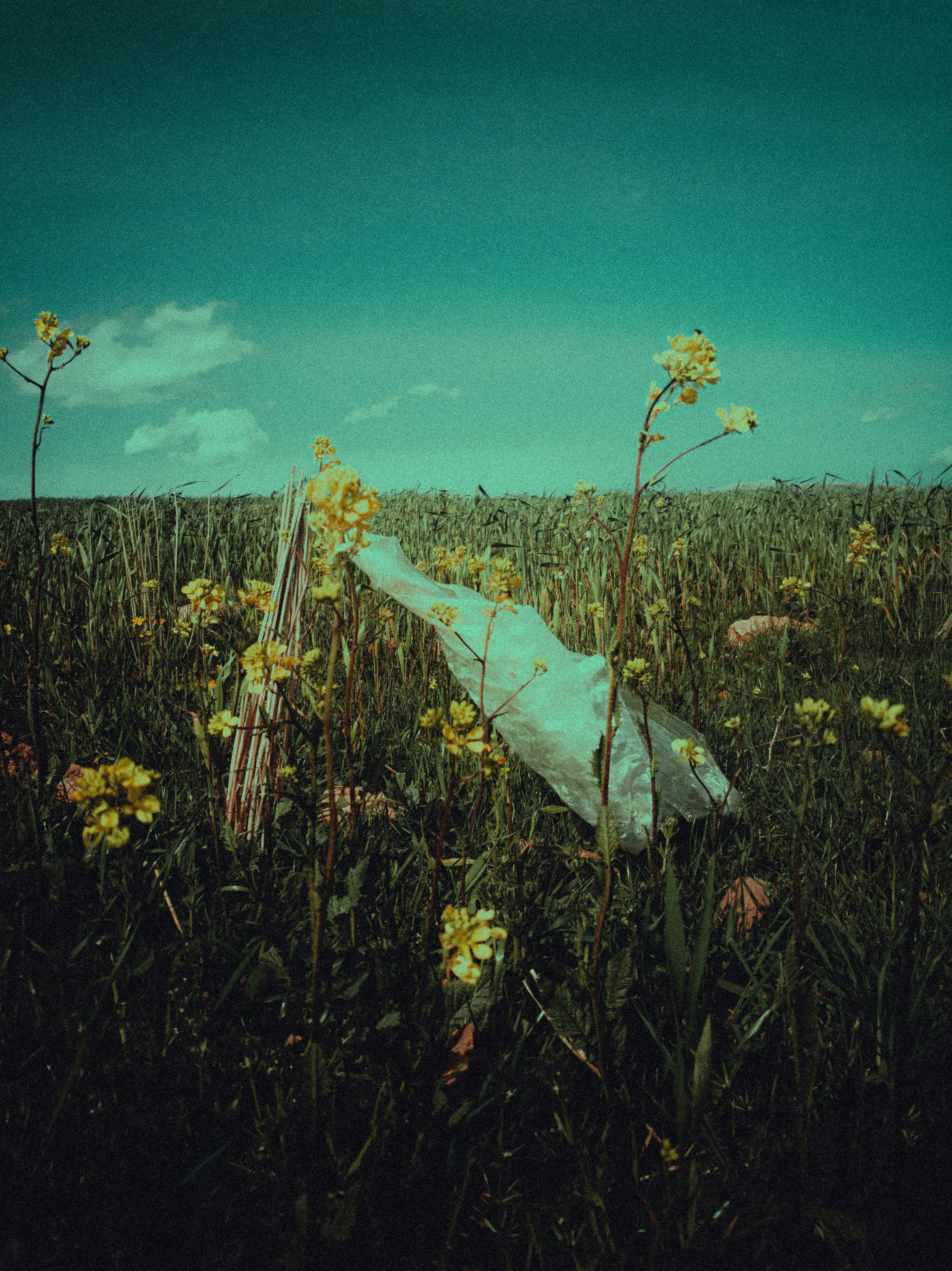 Teal Sky over a Wildflower Field and a Lone Plastic Sheet