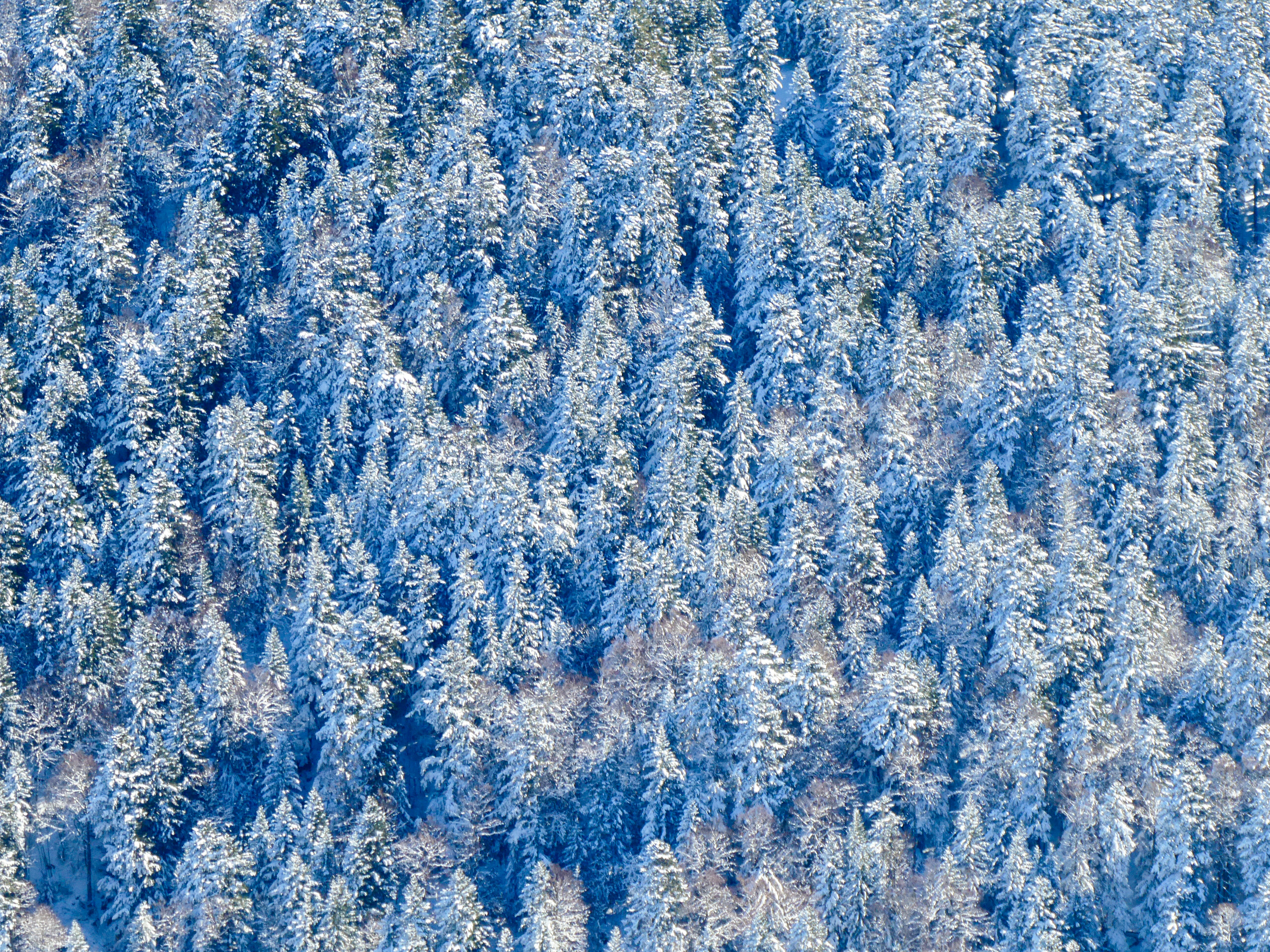 A large group of trees covered in snow photo – Free Texture Image on ...