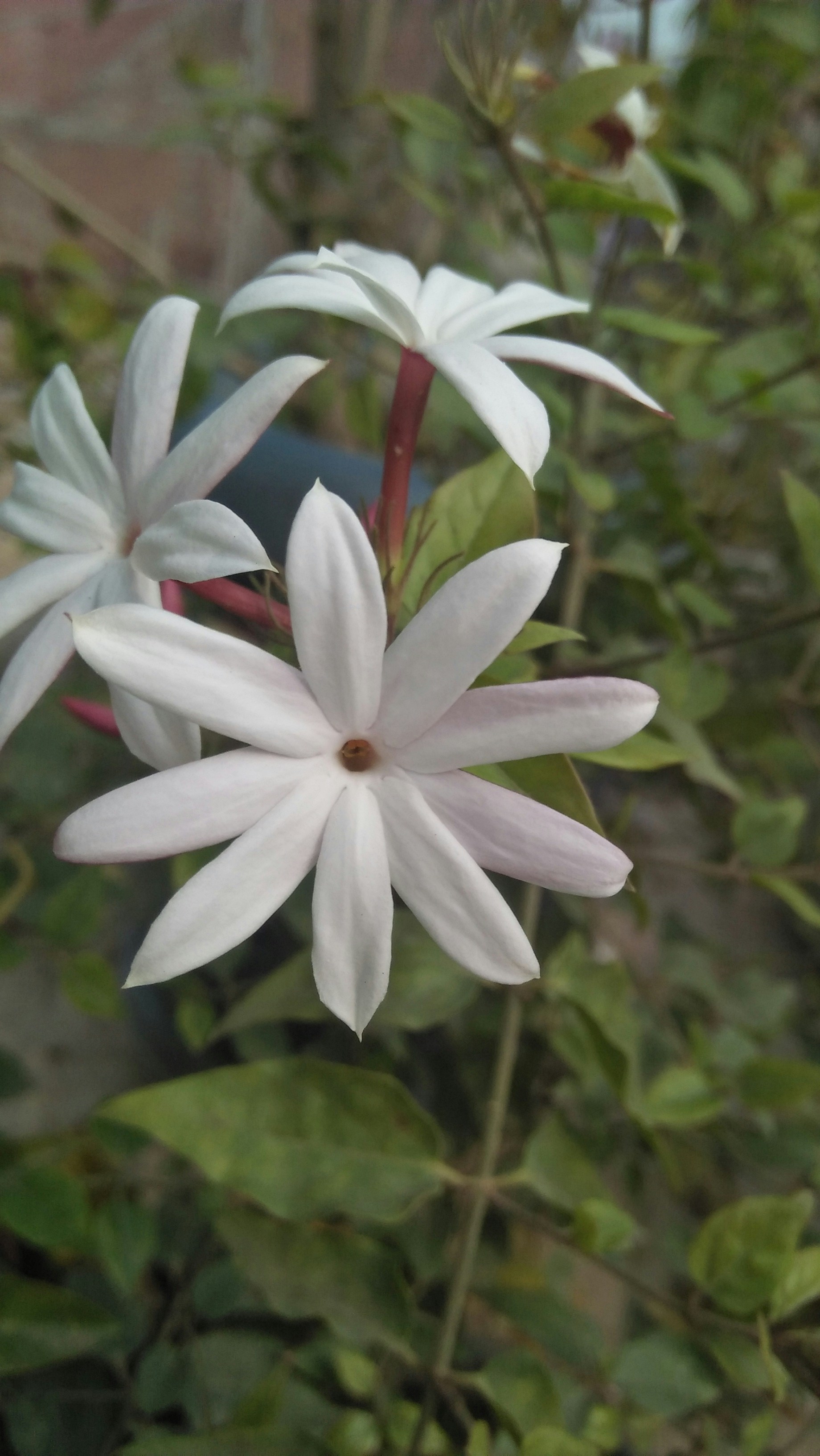 White Starflower in Focus: Delicate Blooms Framing a Shaded Garden