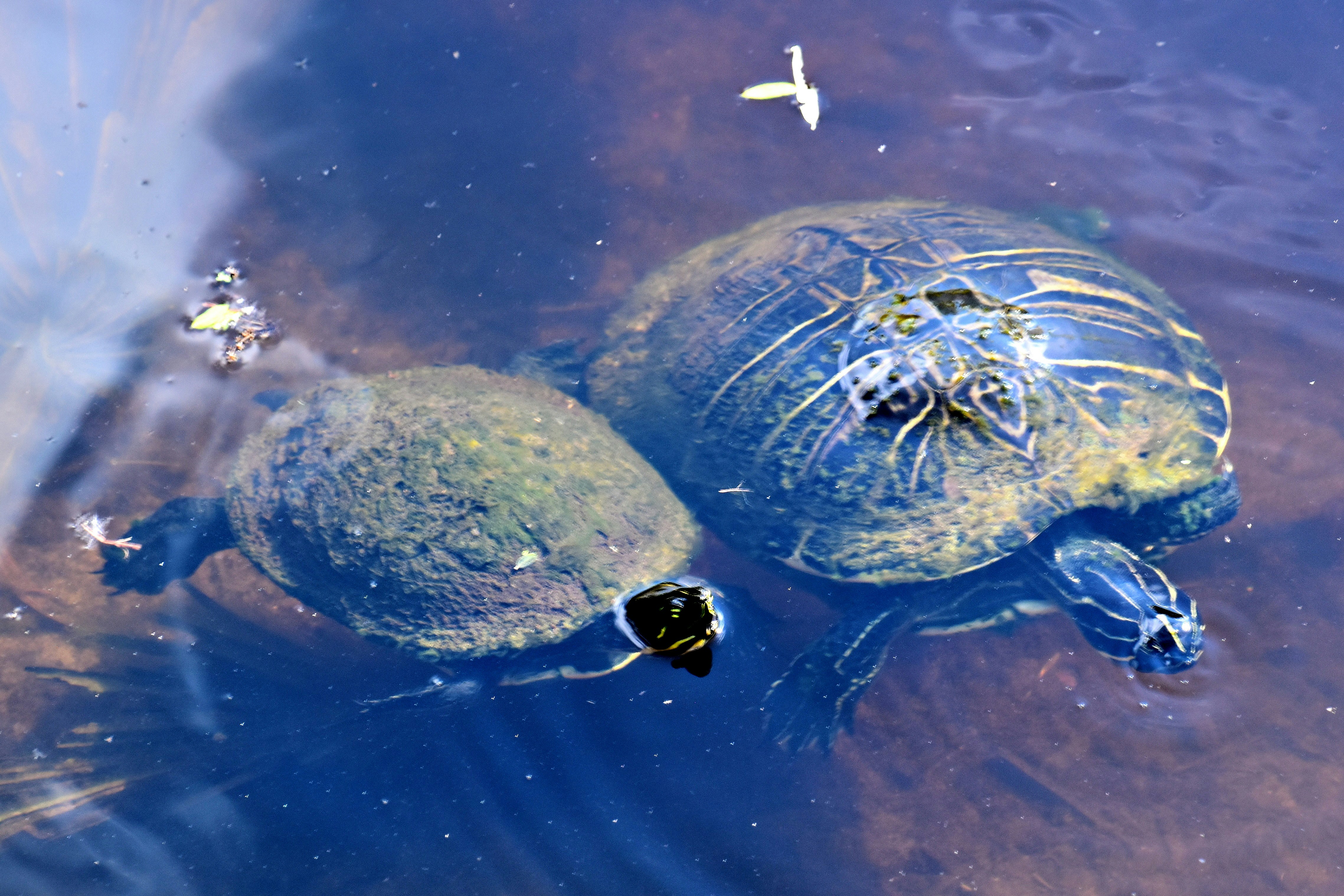 A couple of turtles swimming in a pond photo – Free Red bug slough ...