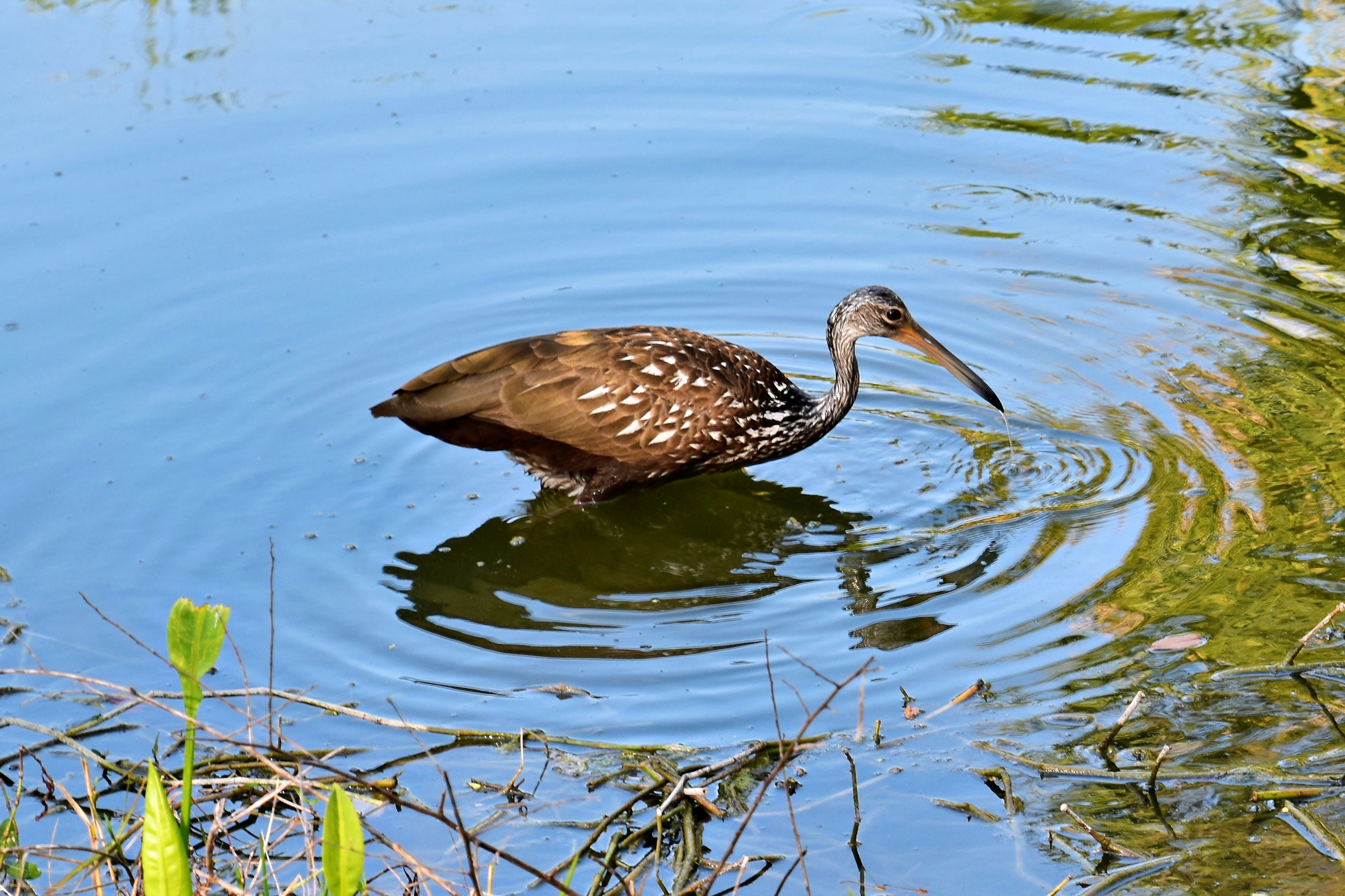 A bird that is swimming in some water photo – Free Red bug slough ...