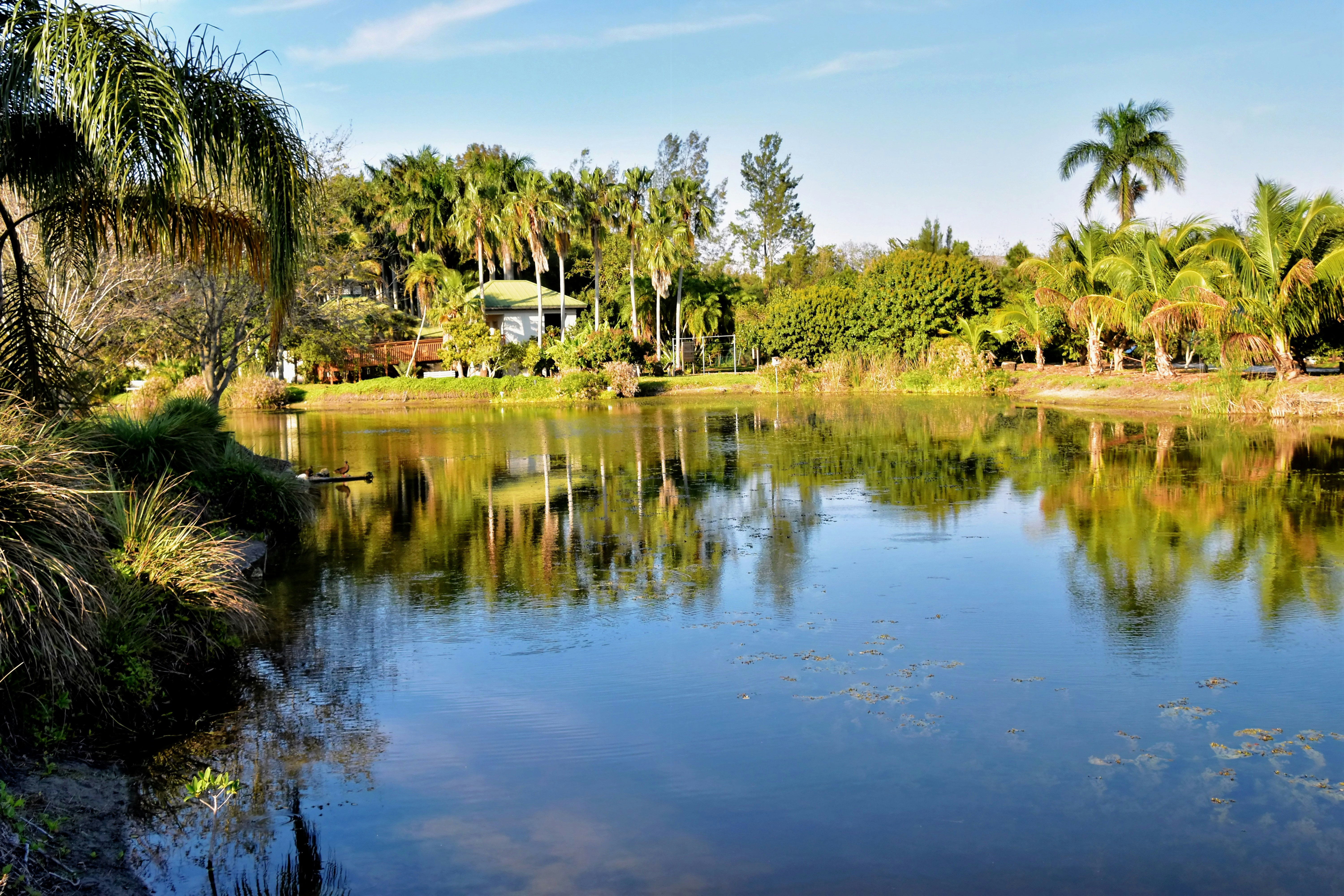 Palm trees and lush greenery reflected in a calm lake under a clear blue sky.