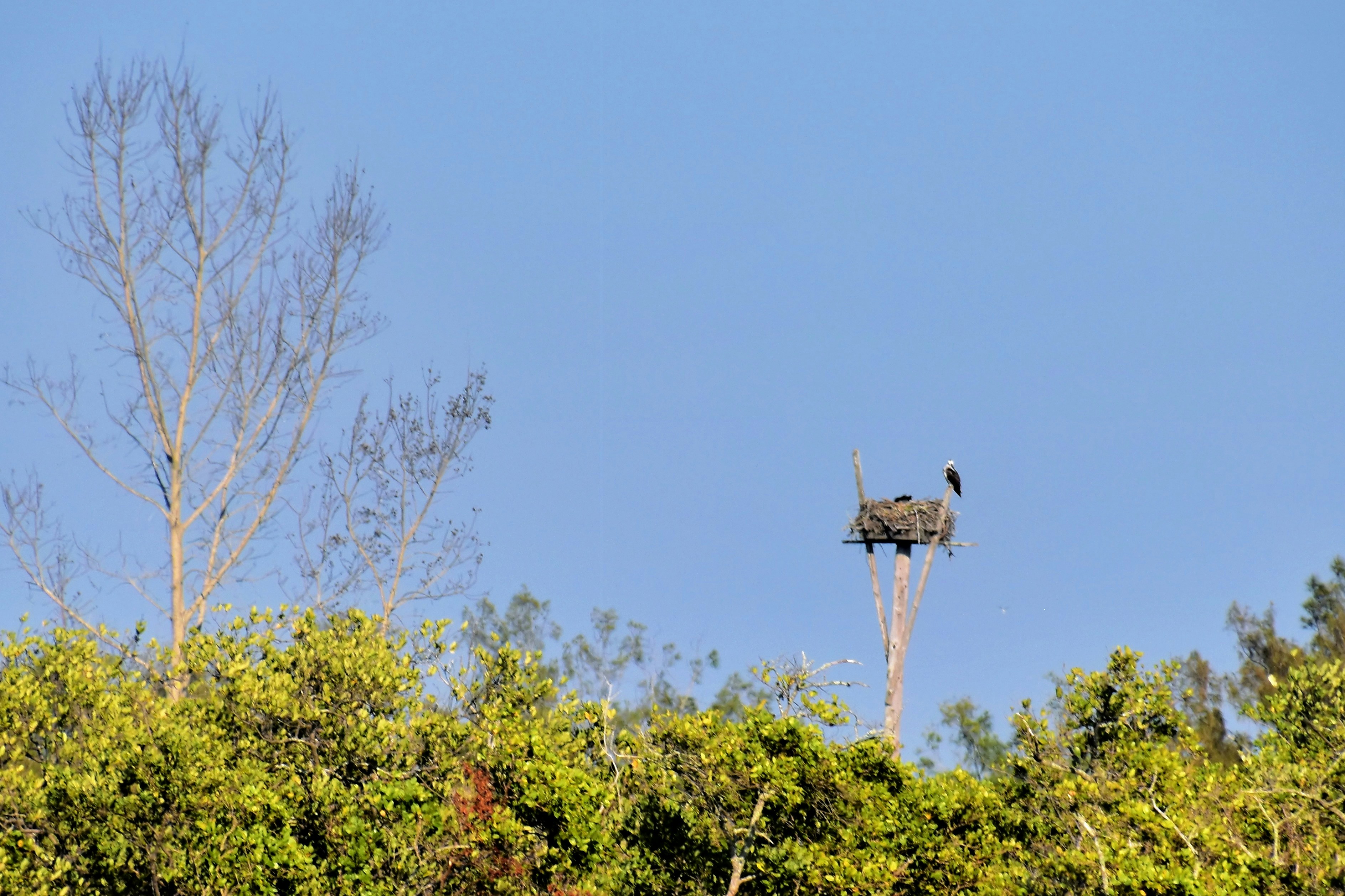 Skyward Sentinel: A Stork Watches from Its Nest Above the Hedge