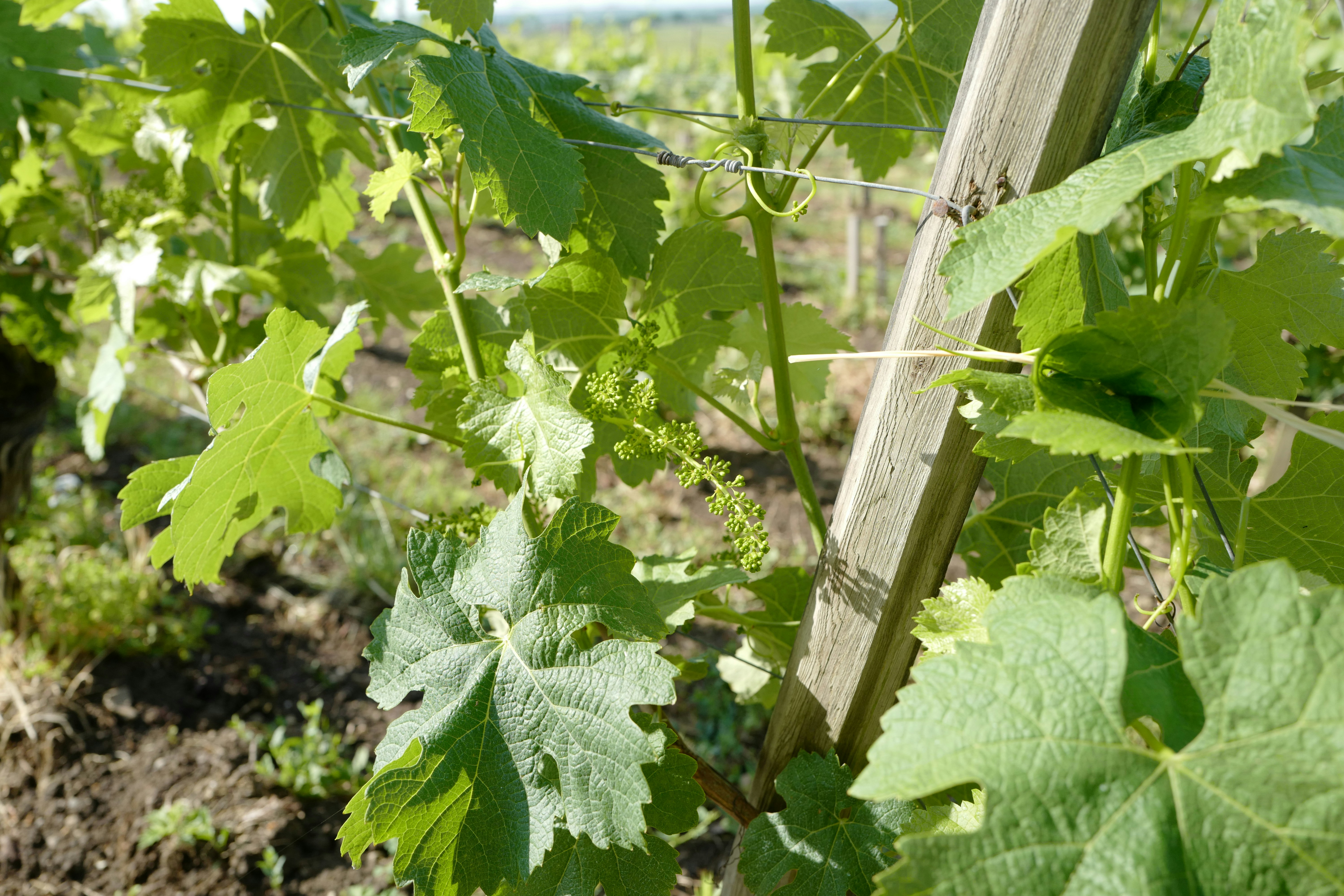 Sunlit Vine Leaves Framing a Weathered Trellis in a Quiet Vineyard