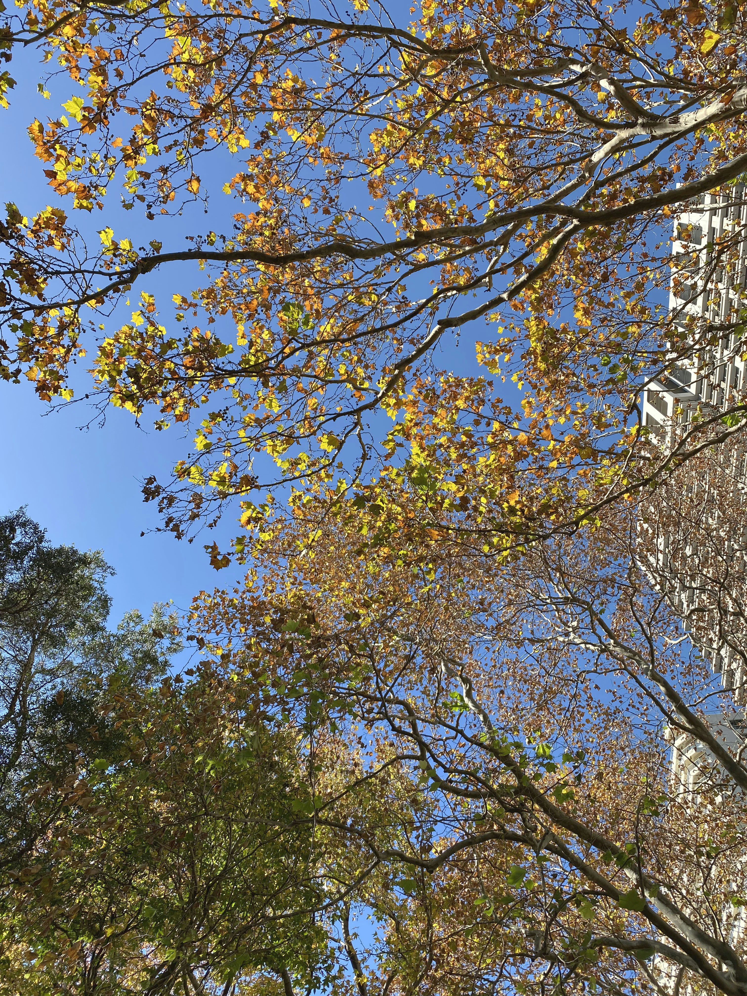 Autumn Canopy Framing a Bright Blue Sky and a Modern Facade
