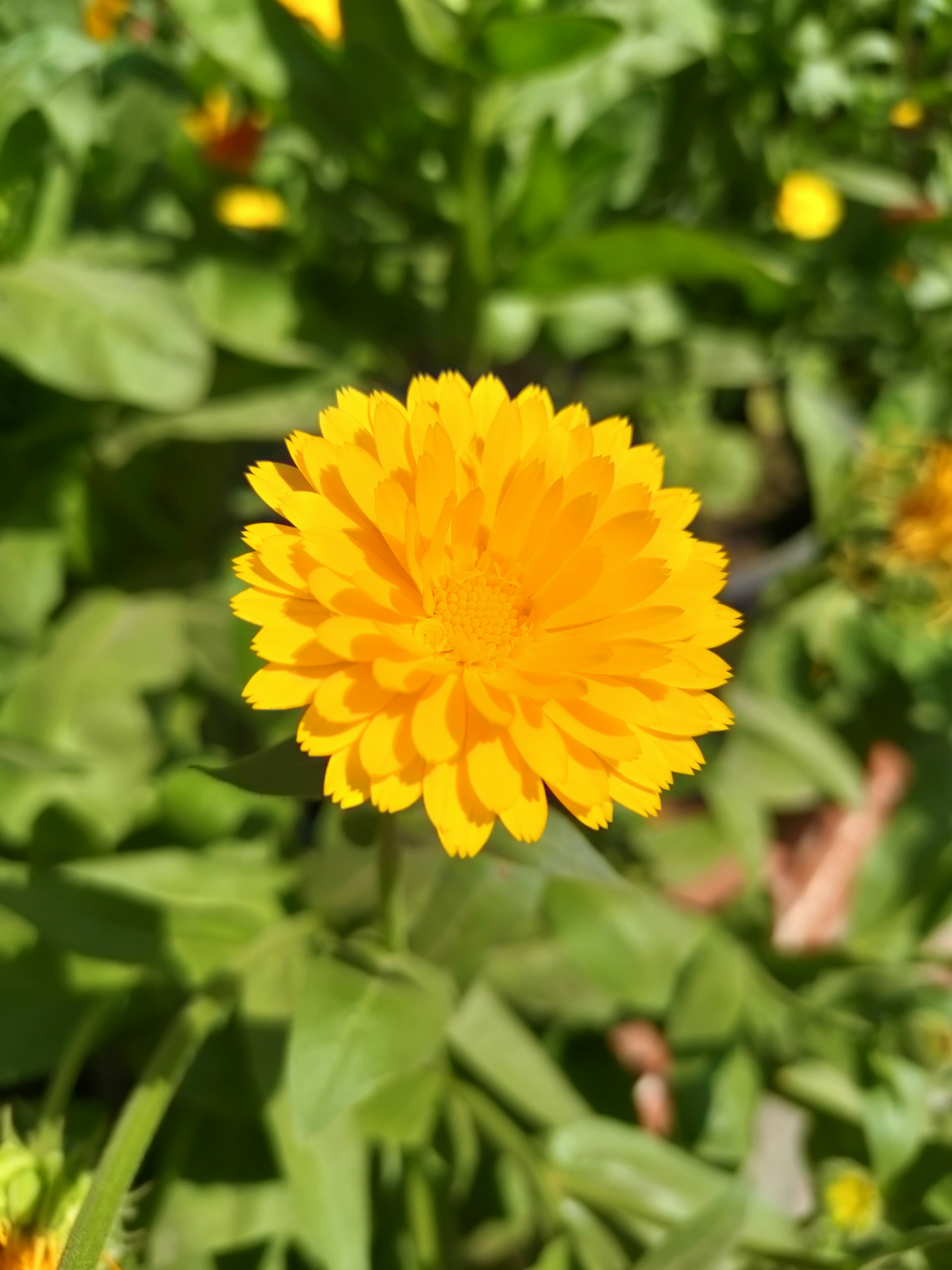 Close-up photograph of a vibrant yellow calendula bloom with a shallow depth of field, background foliage softly blurred.