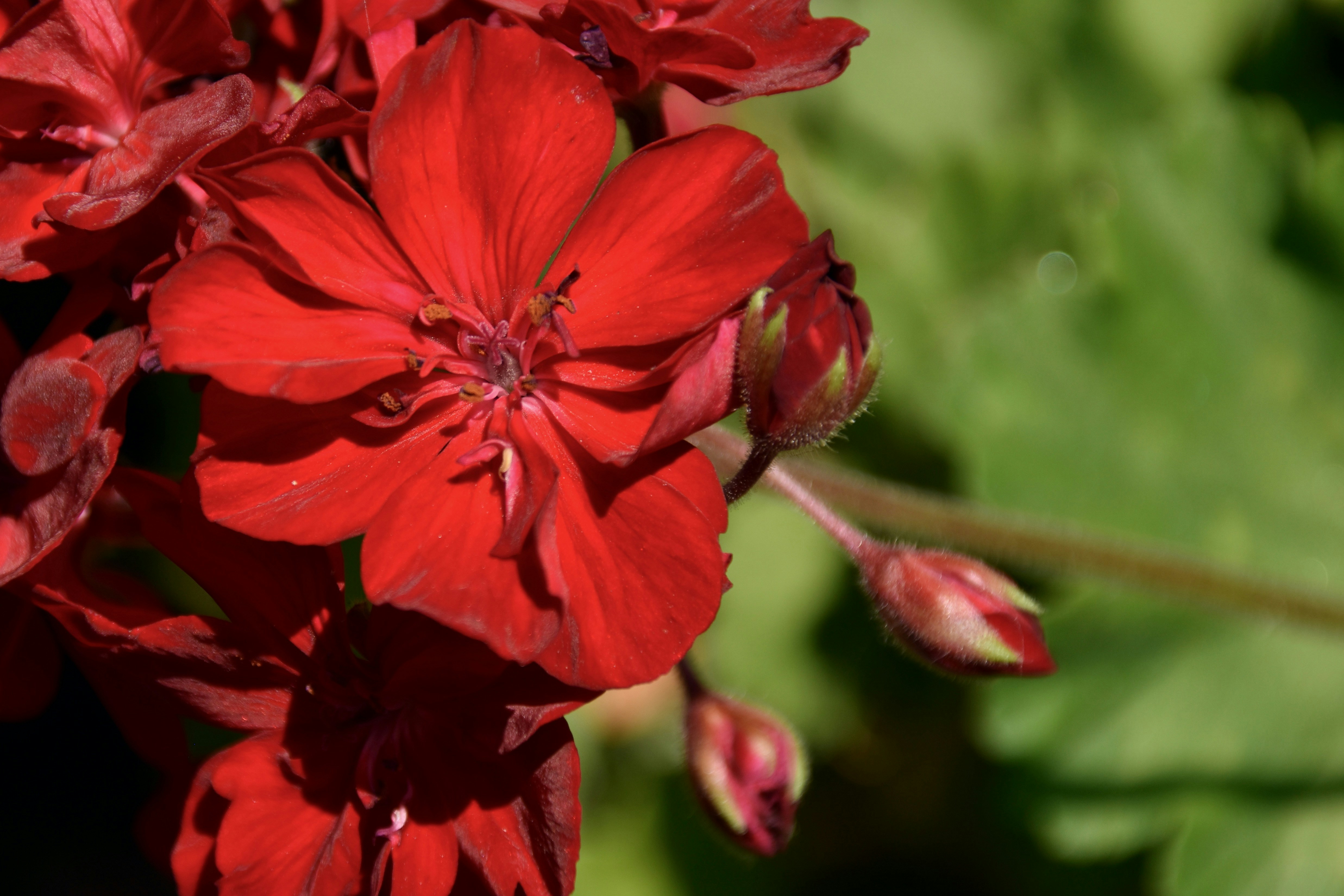 Crimson Petals: A Close-Up of a Red Geranium Bloom