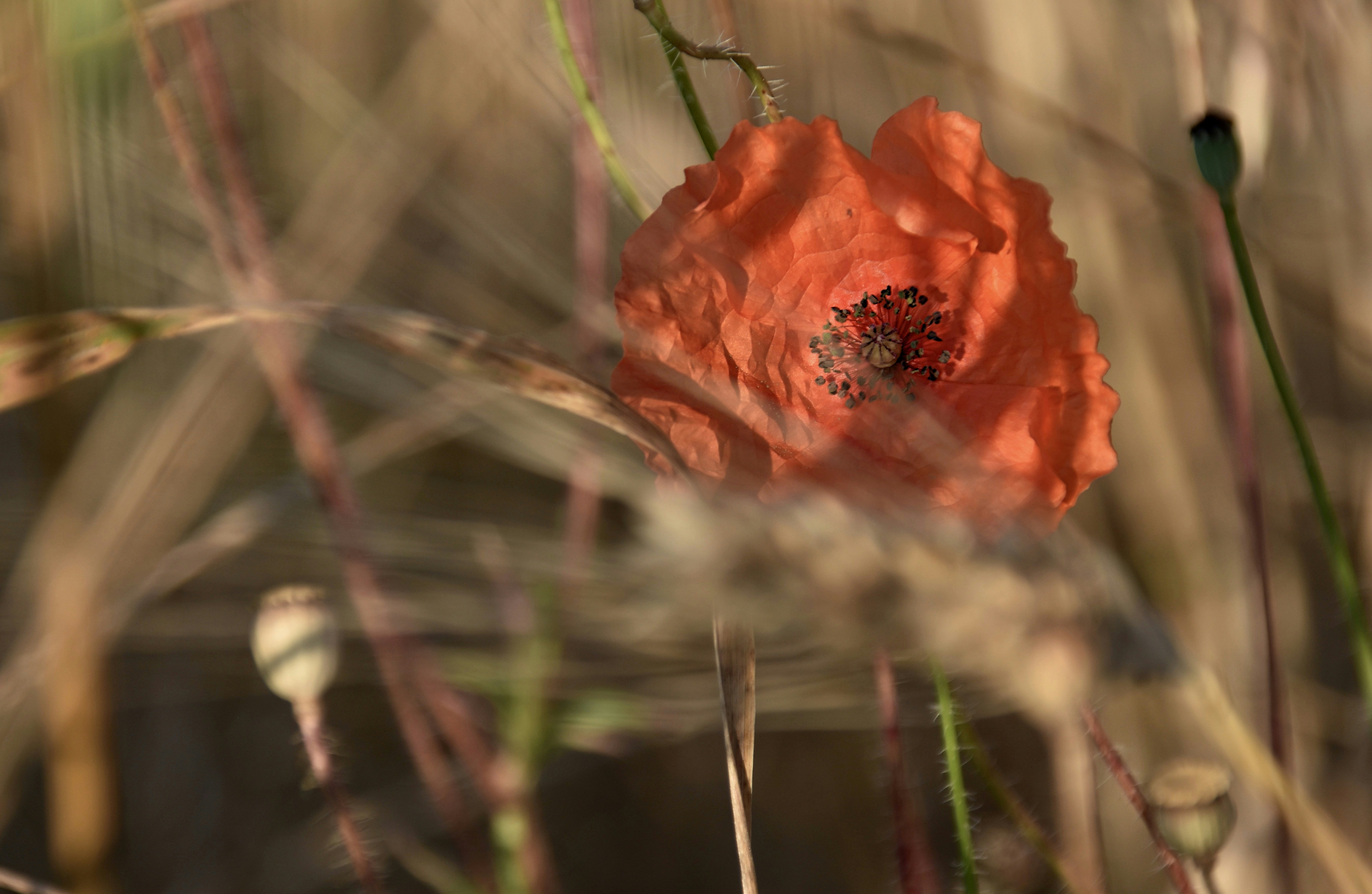 An Ember Bloom: a solitary orange poppy in a sea of dried grass